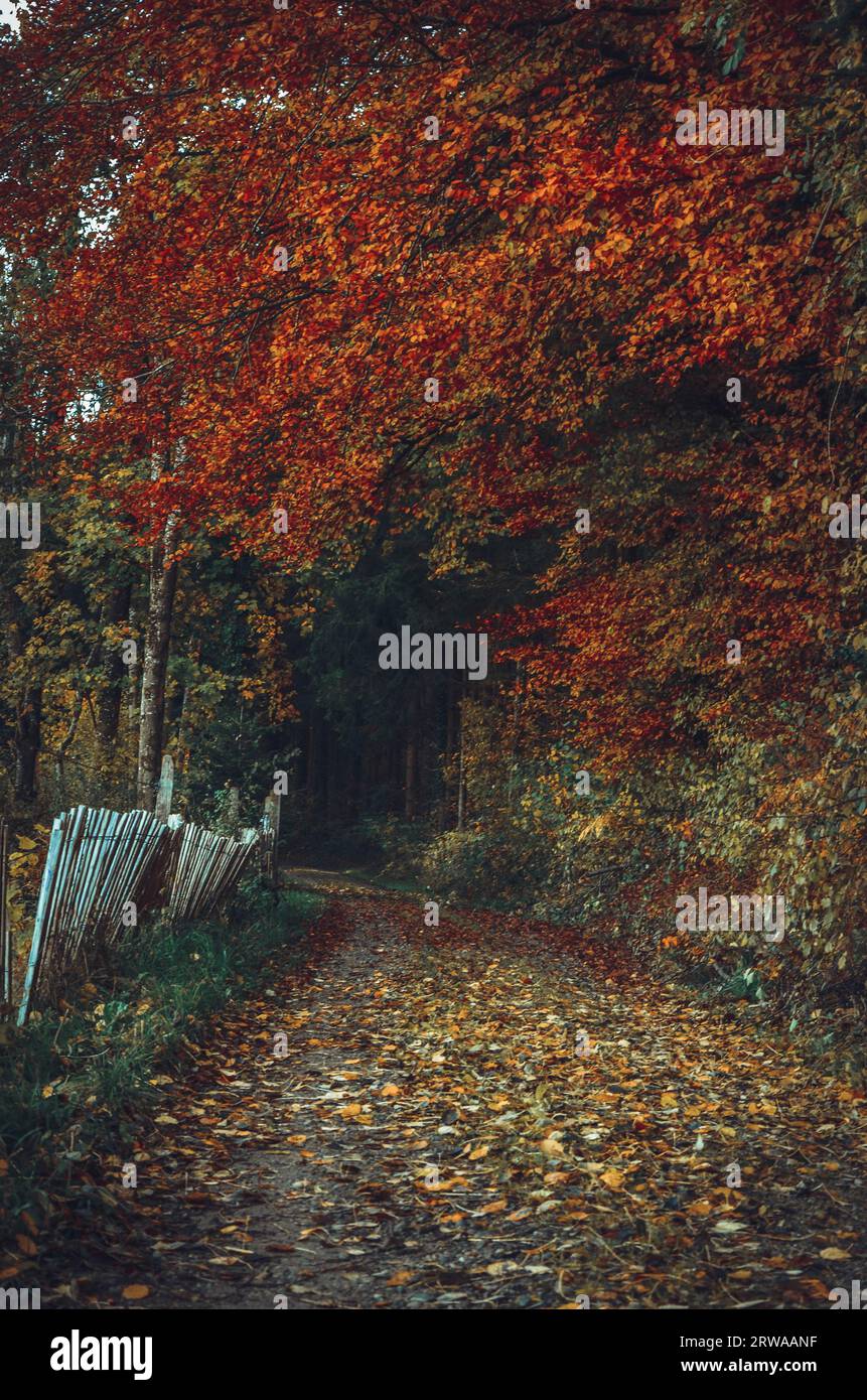 Trees leaves autumn zurich switzerland hi-res stock photography and ...