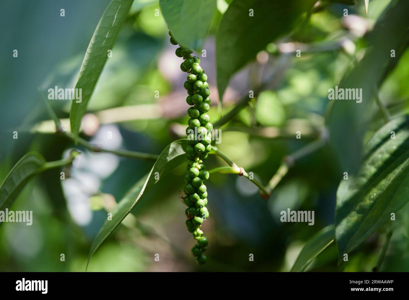 Fresh peppercorn in the garden Stock Photo - Alamy