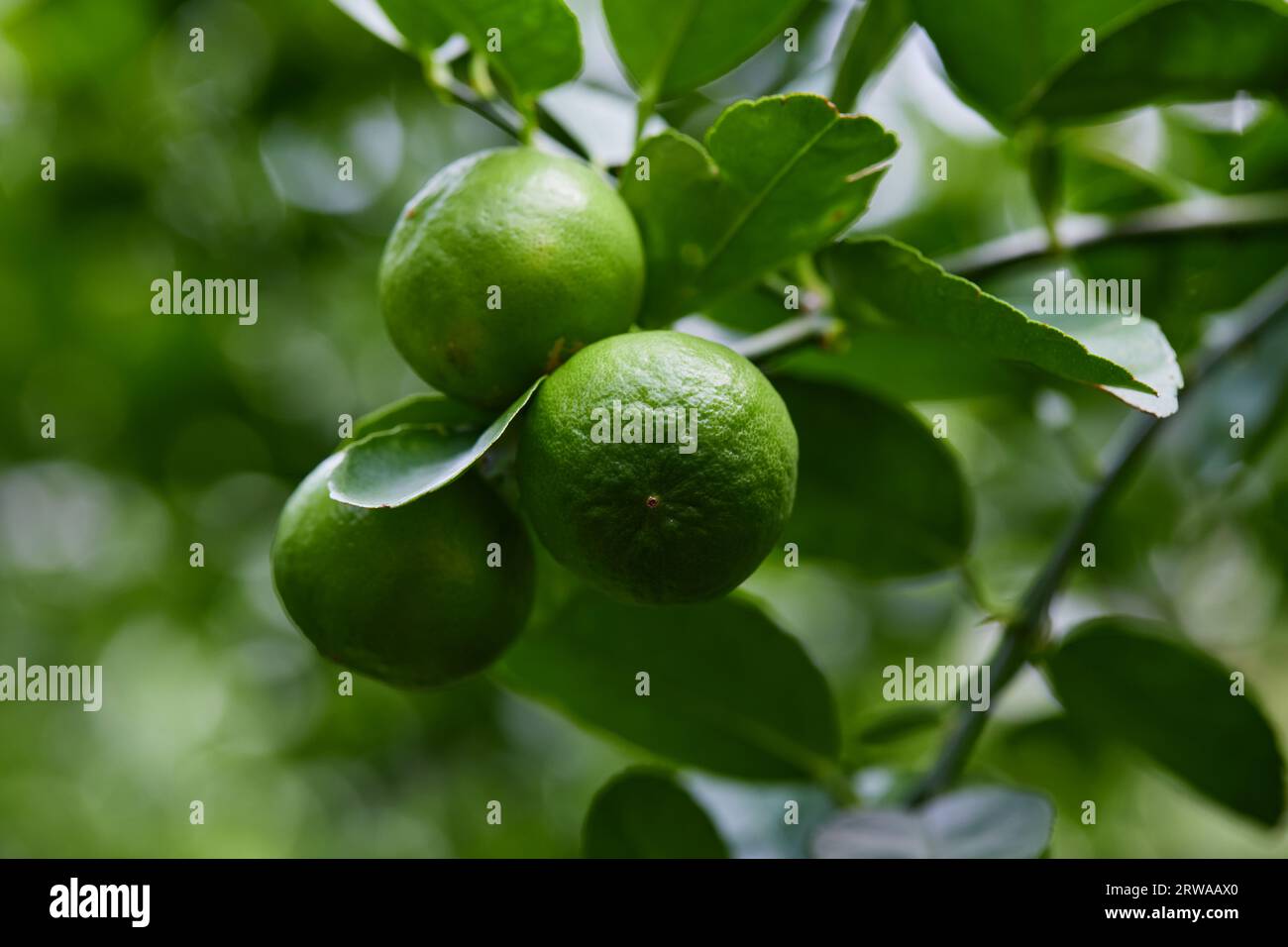 Fresh lime on tree branch Stock Photo - Alamy
