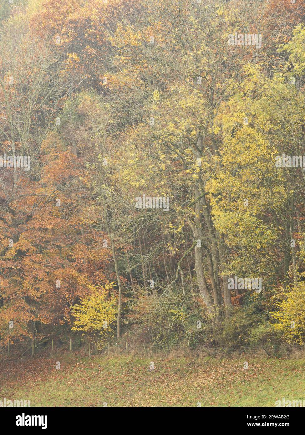 Natural Woodland at Goat Hill, an escarpment at the eastern end of the ...