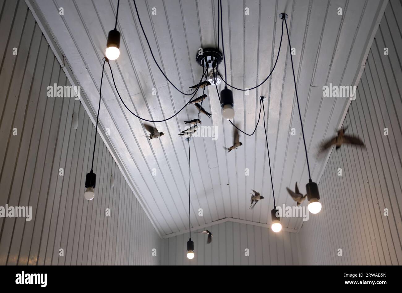 Birds flying around light bulbs inside a house Stock Photo - Alamy