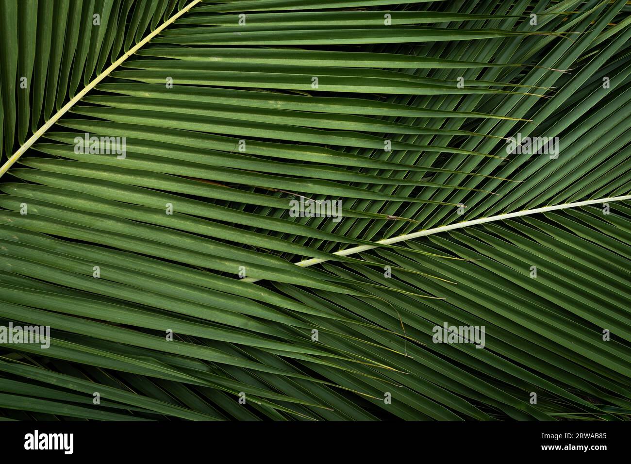 Coconut Tree Leaves Texture