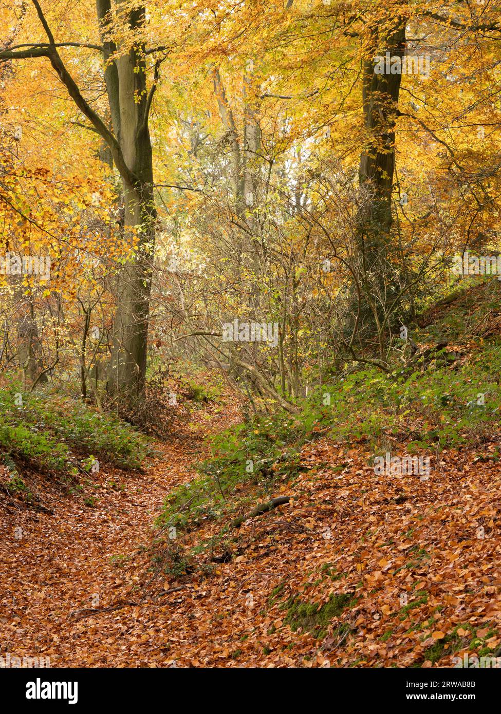 Natural Woodland at Goat Hill, an escarpment at the eastern end of the ...