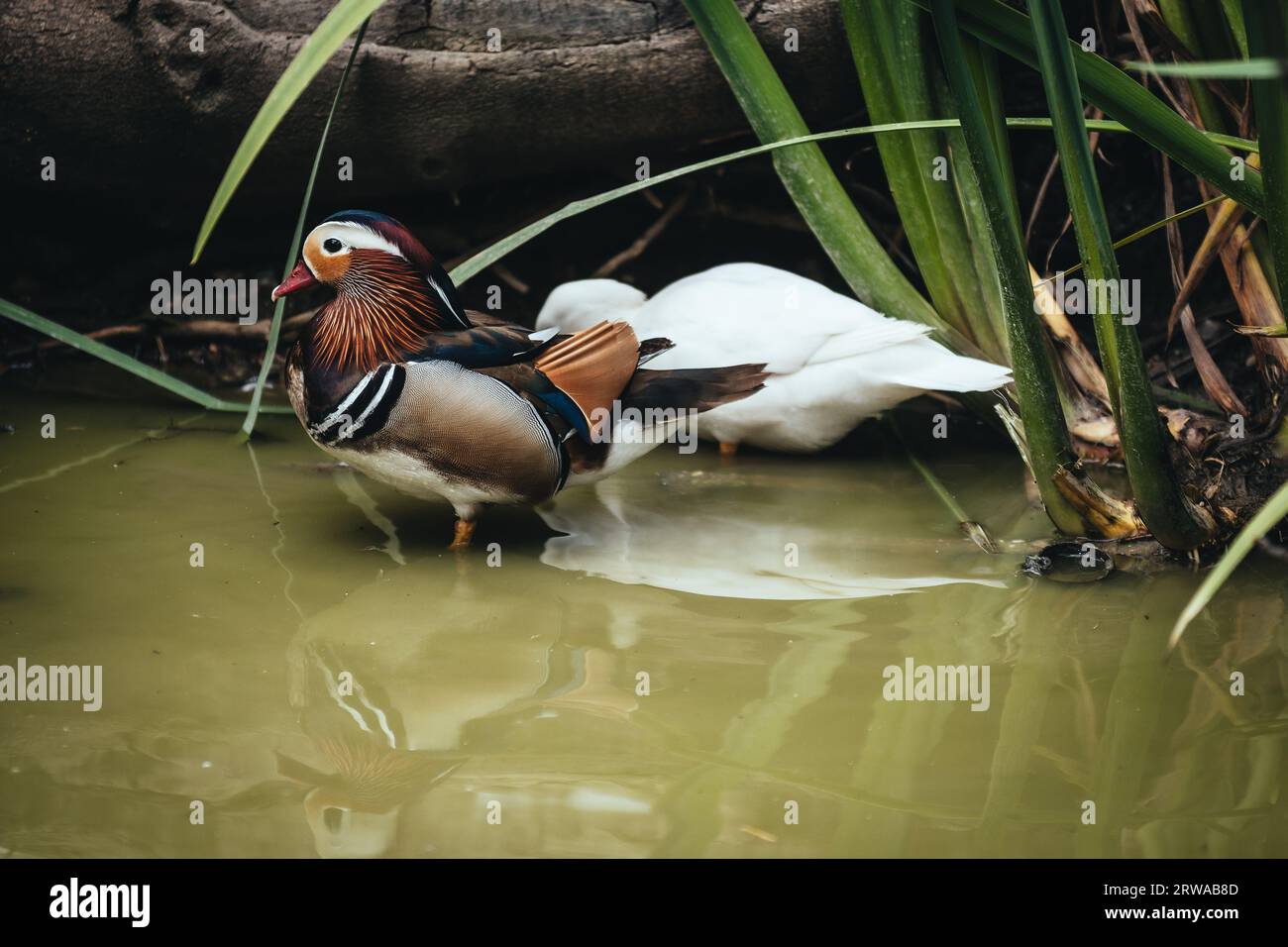 Birds in its natural dwelling Stock Photo - Alamy
