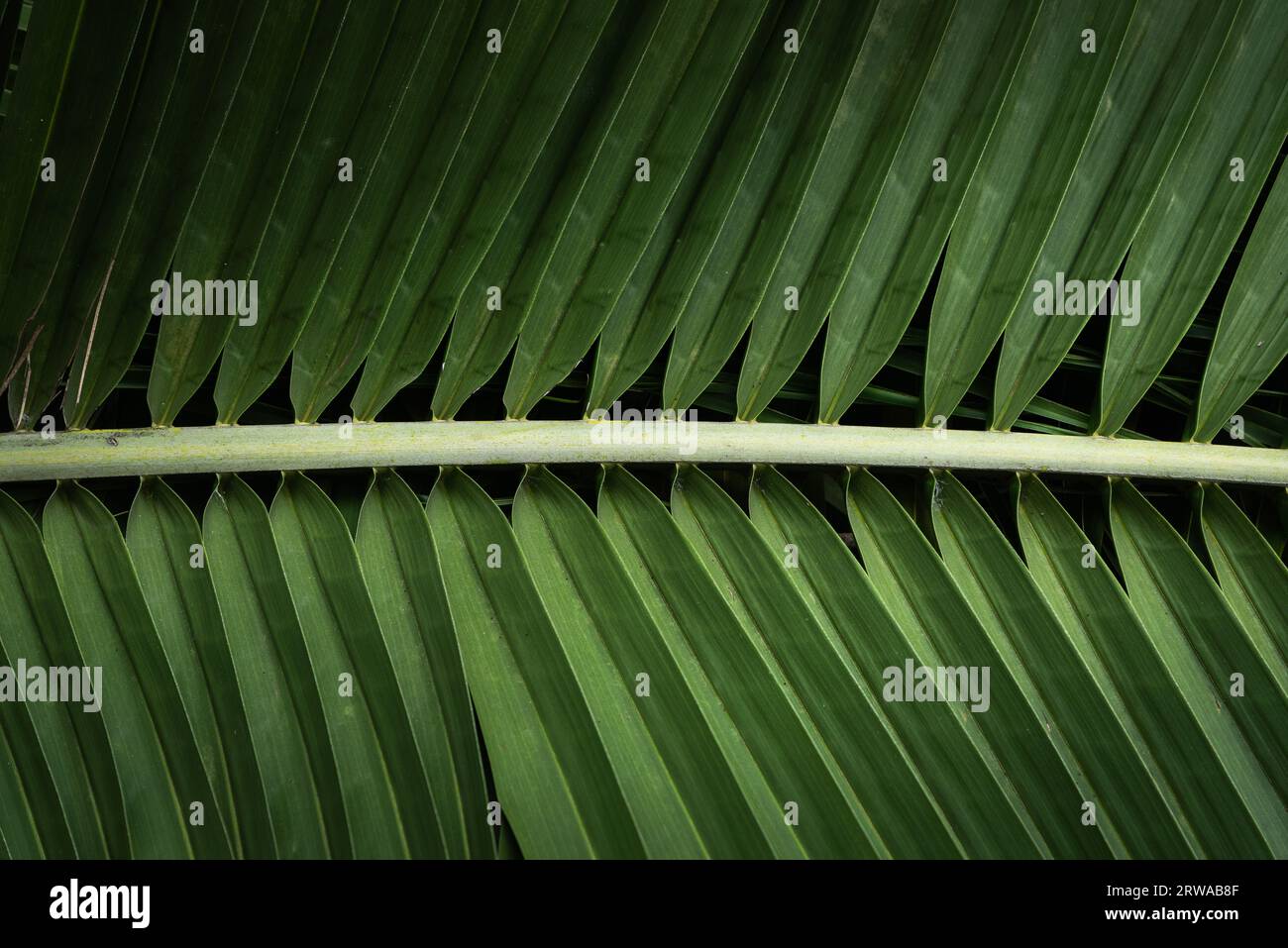 Coconut tree leaves texture hi-res stock photography and images - Alamy