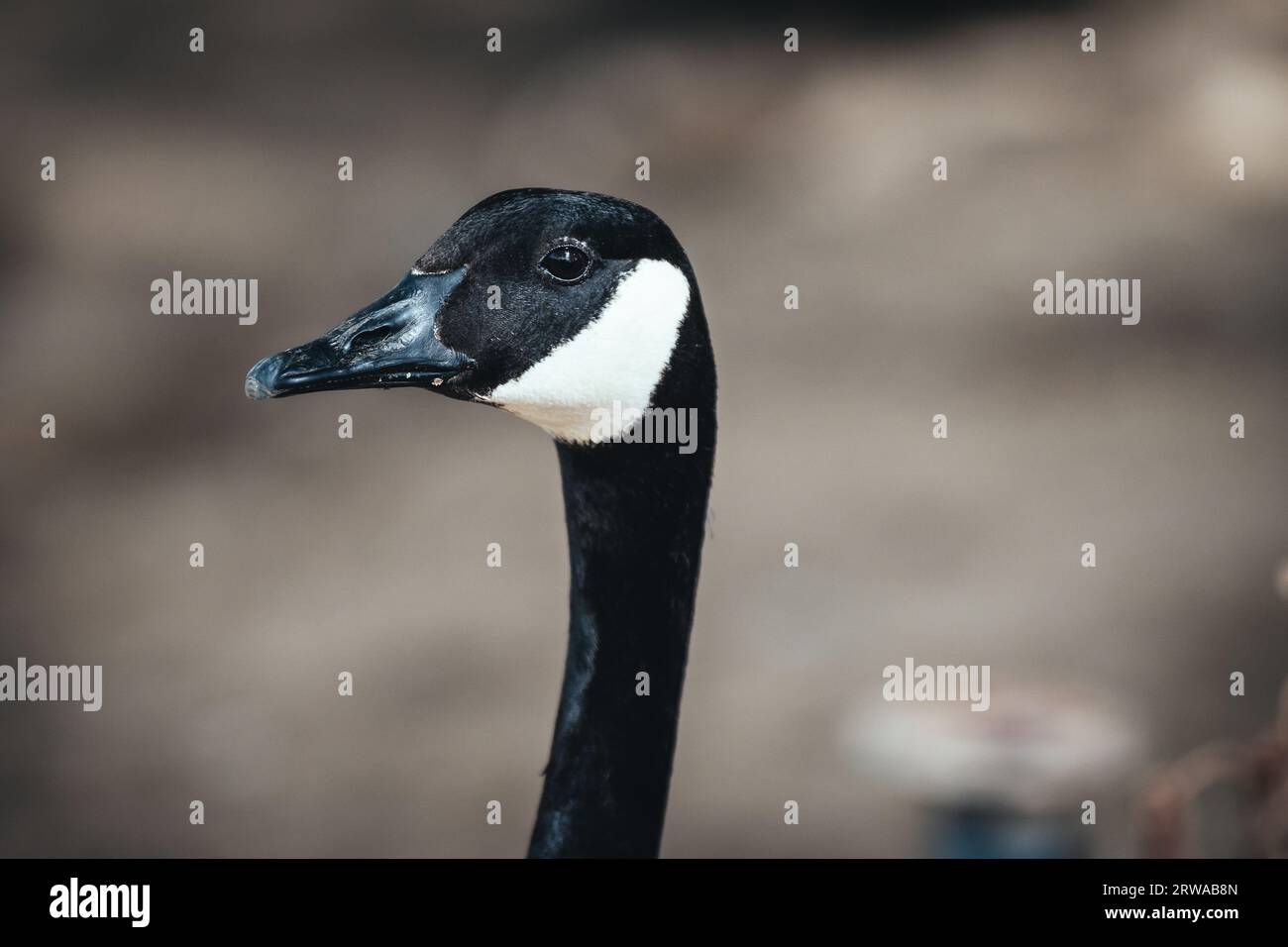 Birds in its natural dwelling Stock Photo - Alamy