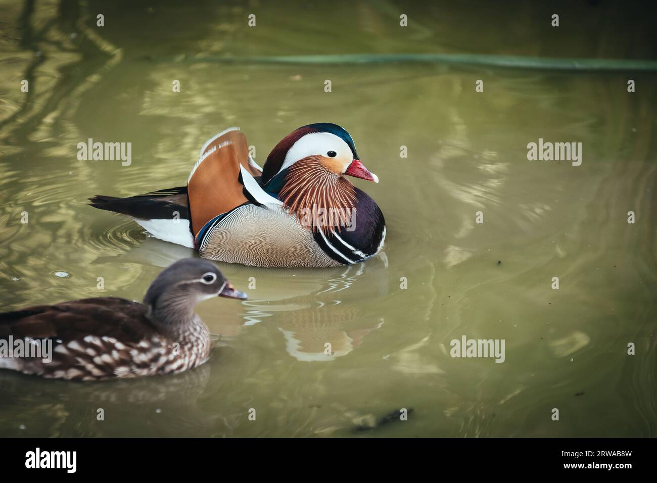 Birds in its natural dwelling Stock Photo - Alamy