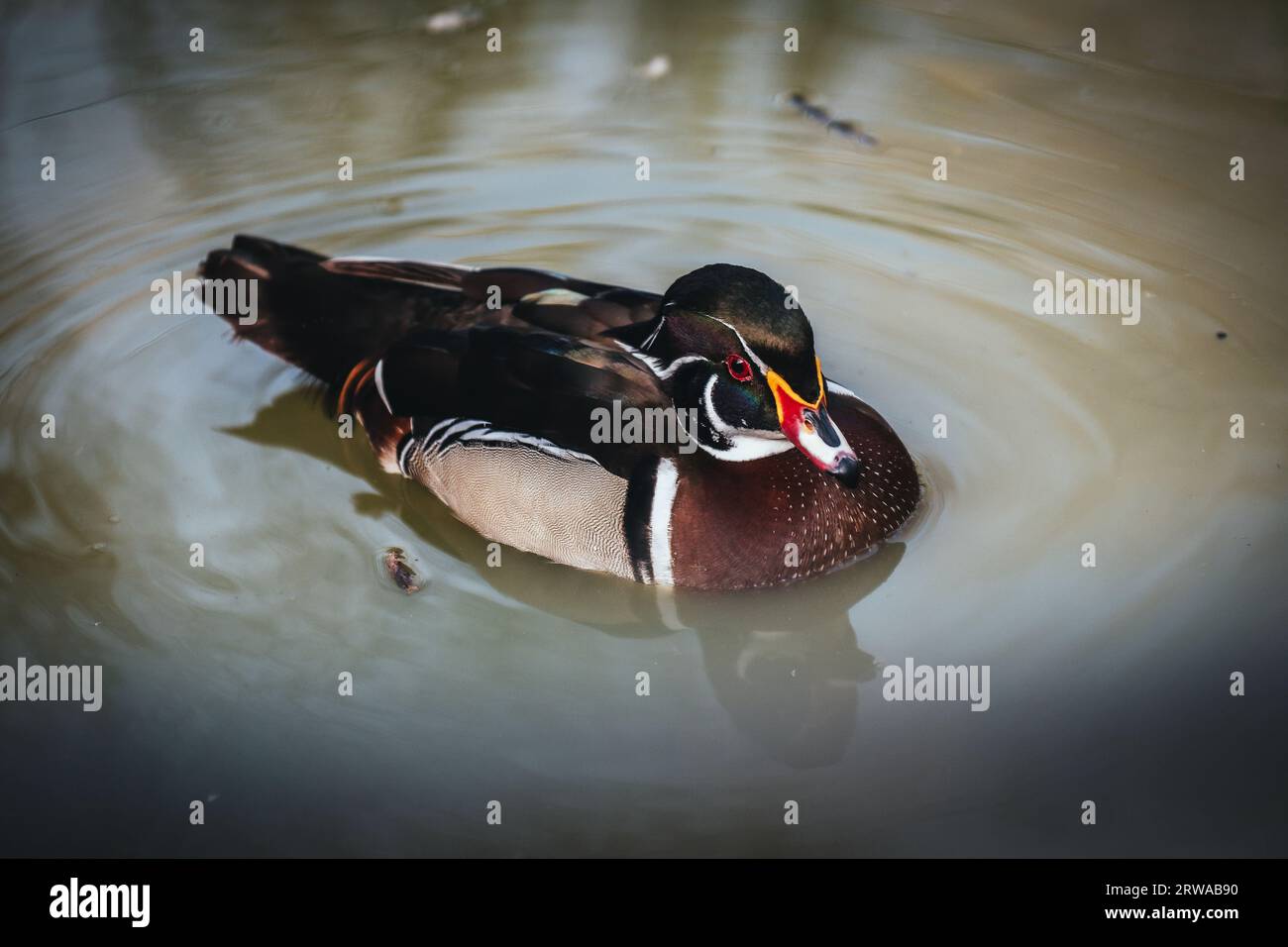 Birds in its natural dwelling Stock Photo - Alamy