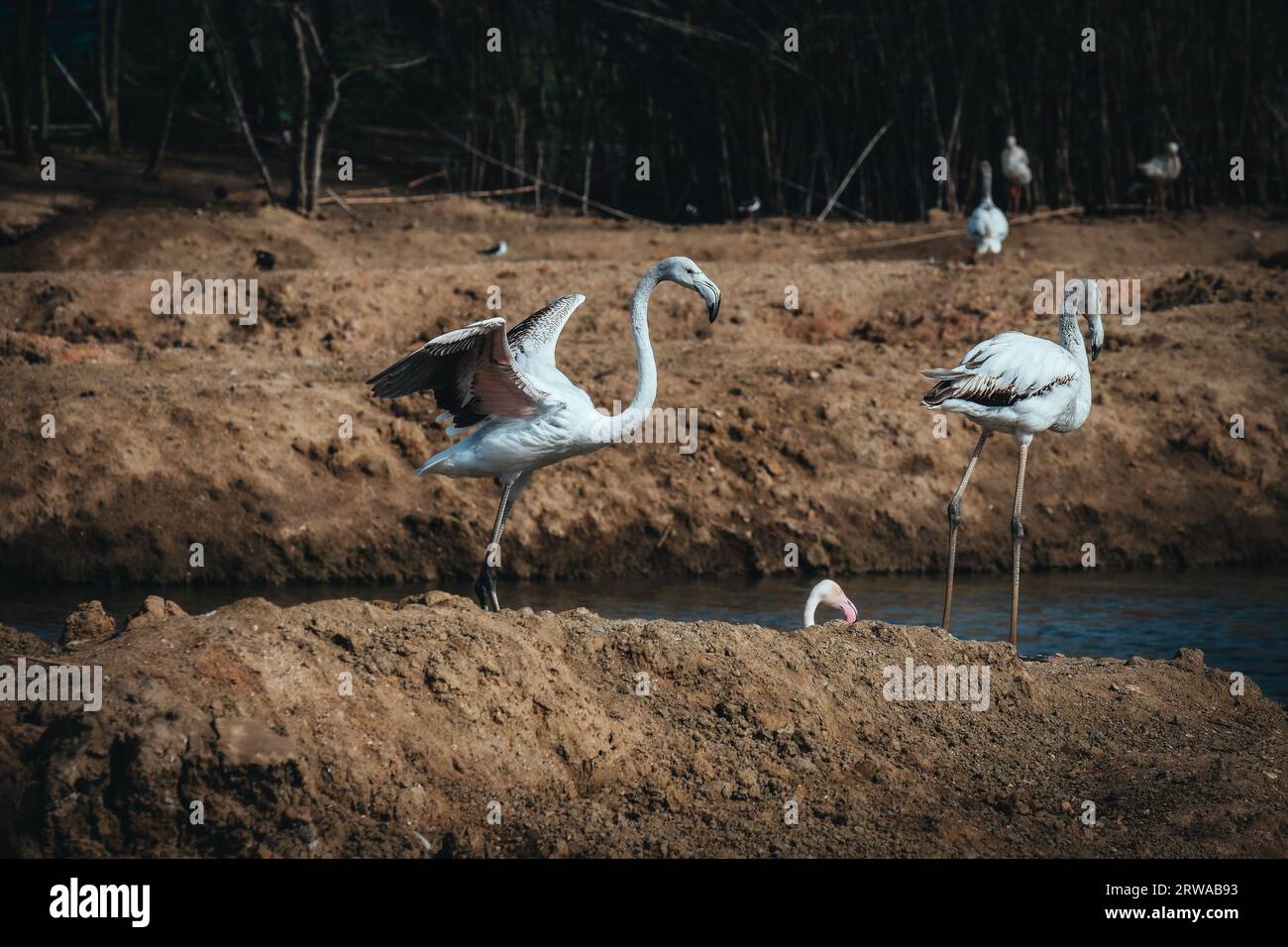 Birds in its natural dwelling Stock Photo - Alamy