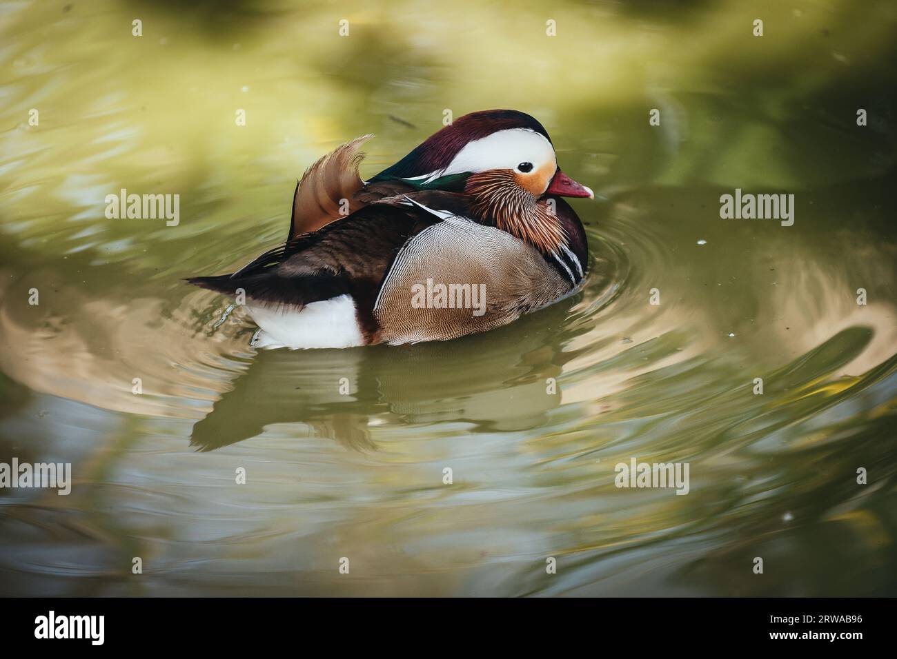 Water dwelling bird hi-res stock photography and images - Alamy