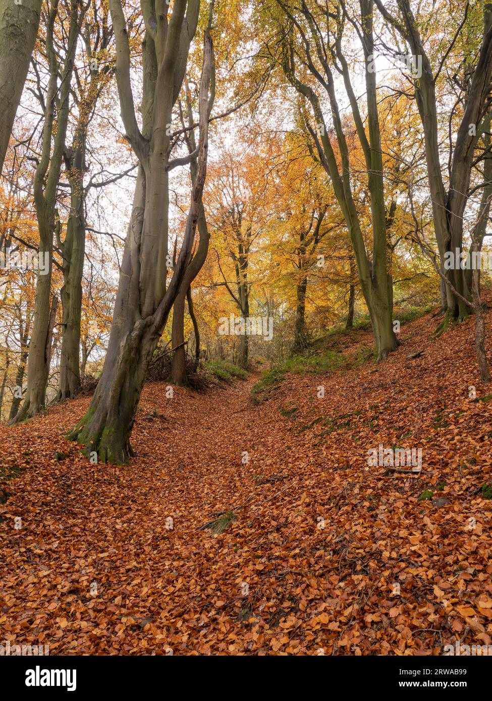 Natural Woodland at Goat Hill, an escarpment at the eastern end of the ...
