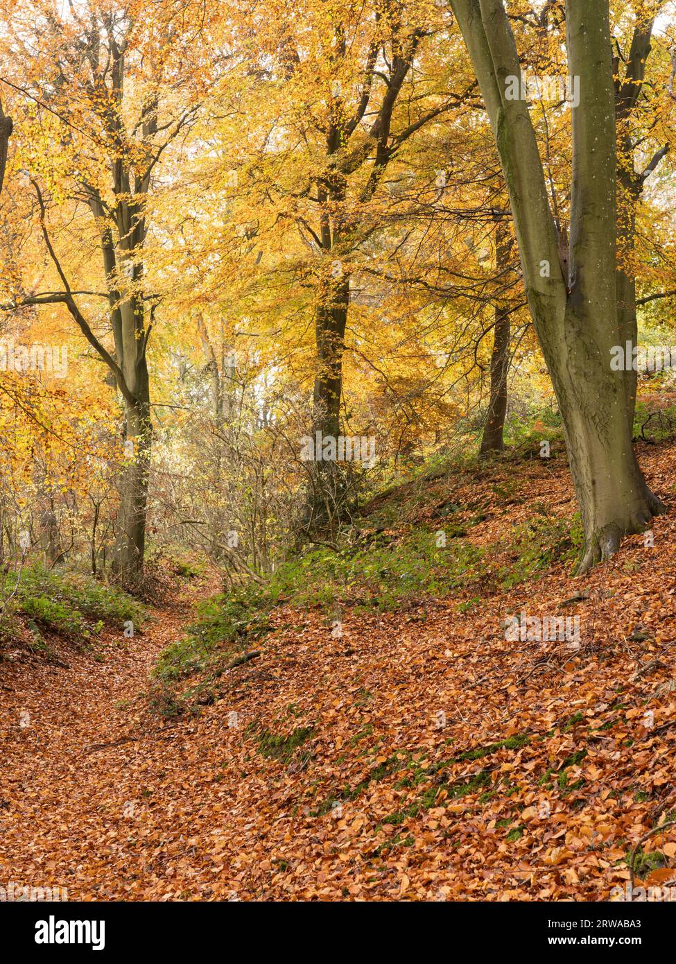 Natural Woodland at Goat Hill, an escarpment at the eastern end of the ...