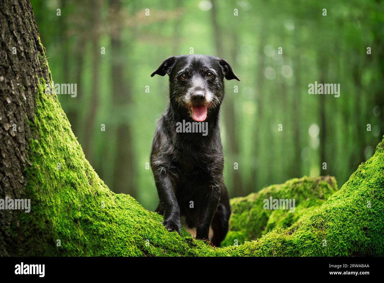 Full of green moss hi-res stock photography and images - Alamy