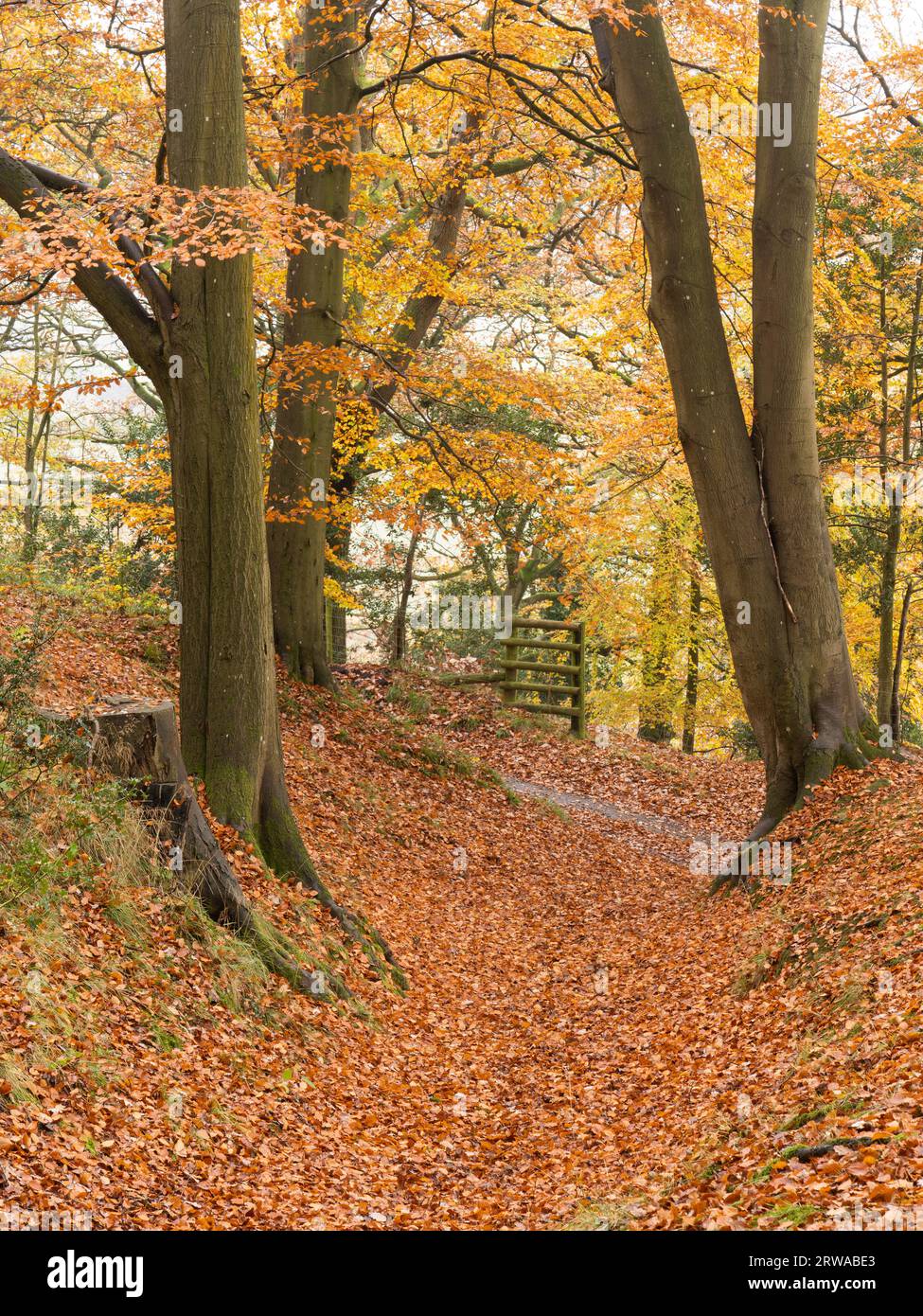 Natural Woodland at Goat Hill, an escarpment at the eastern end of the ...