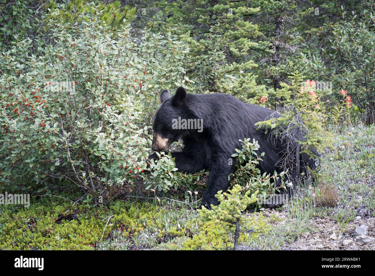 Black bear eating berries in Banff National Park in Alberta, Canada ...