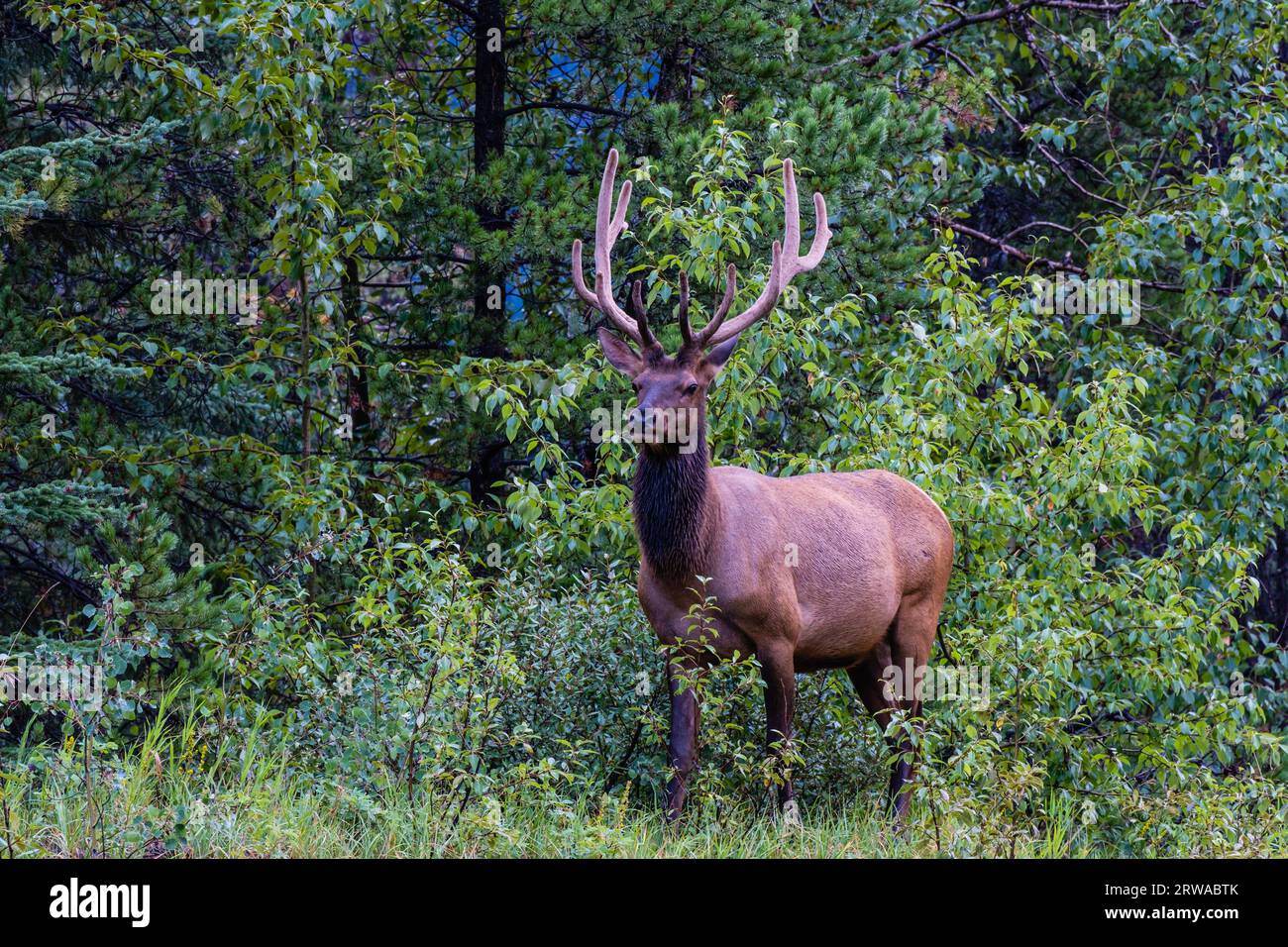 Elk in lush green forest hi-res stock photography and images - Alamy