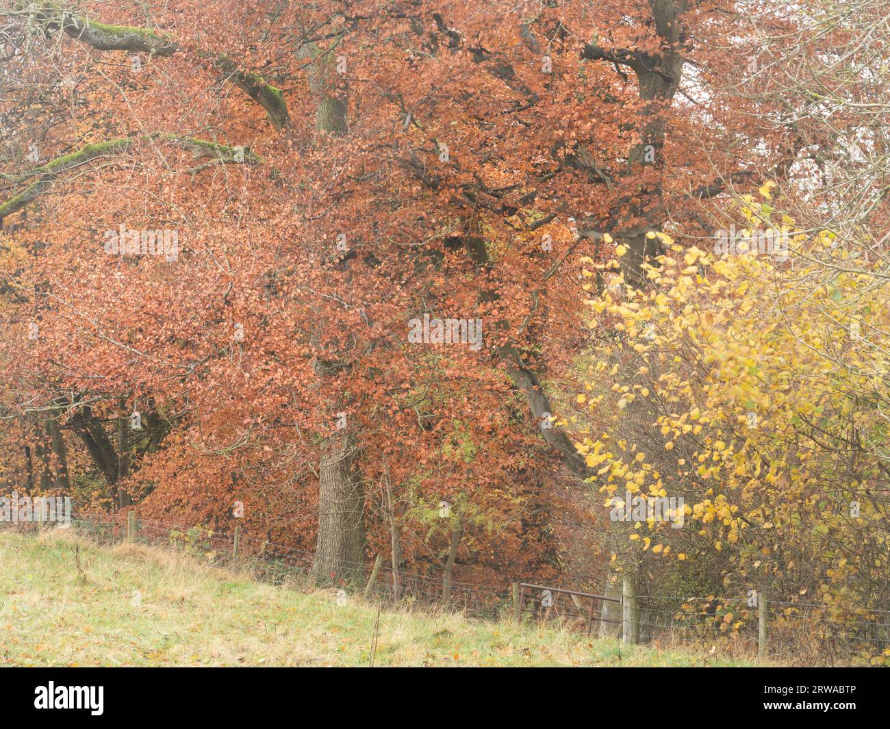 Natural Woodland at Goat Hill, an escarpment at the eastern end of the ...