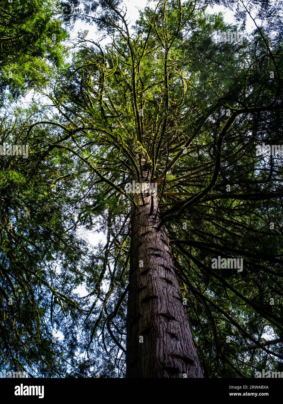 Tall tree in Portland Japanese Garden in Portland, Oregon Stock Photo ...