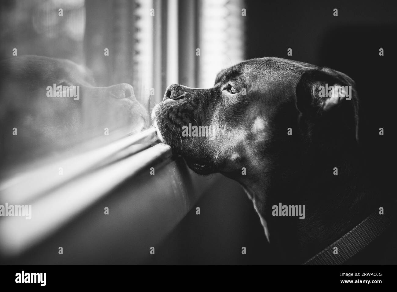 Dog reflection Black and White Stock Photos & Images - Alamy