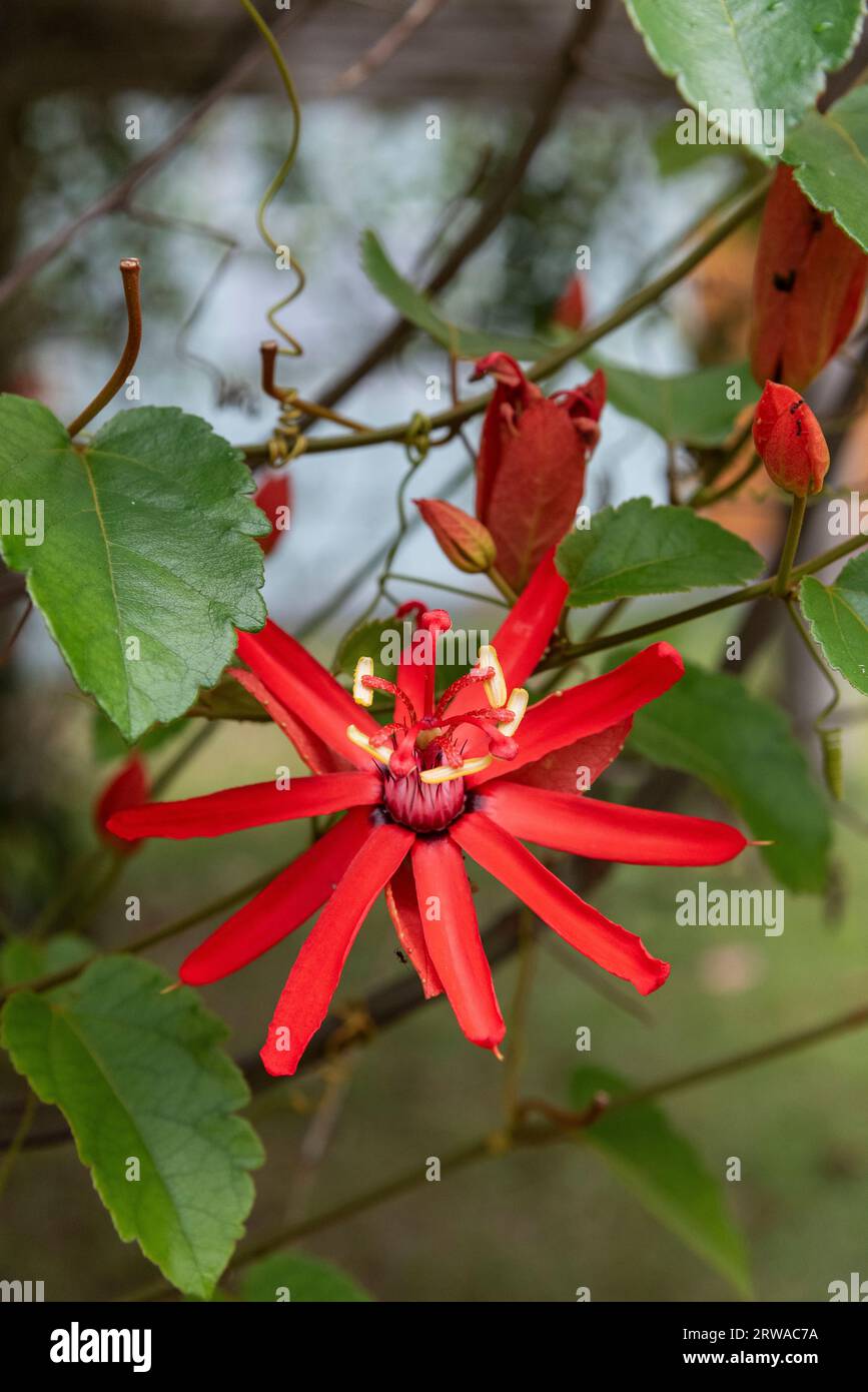 Fazenda sao nicolau hi-res stock photography and images - Alamy