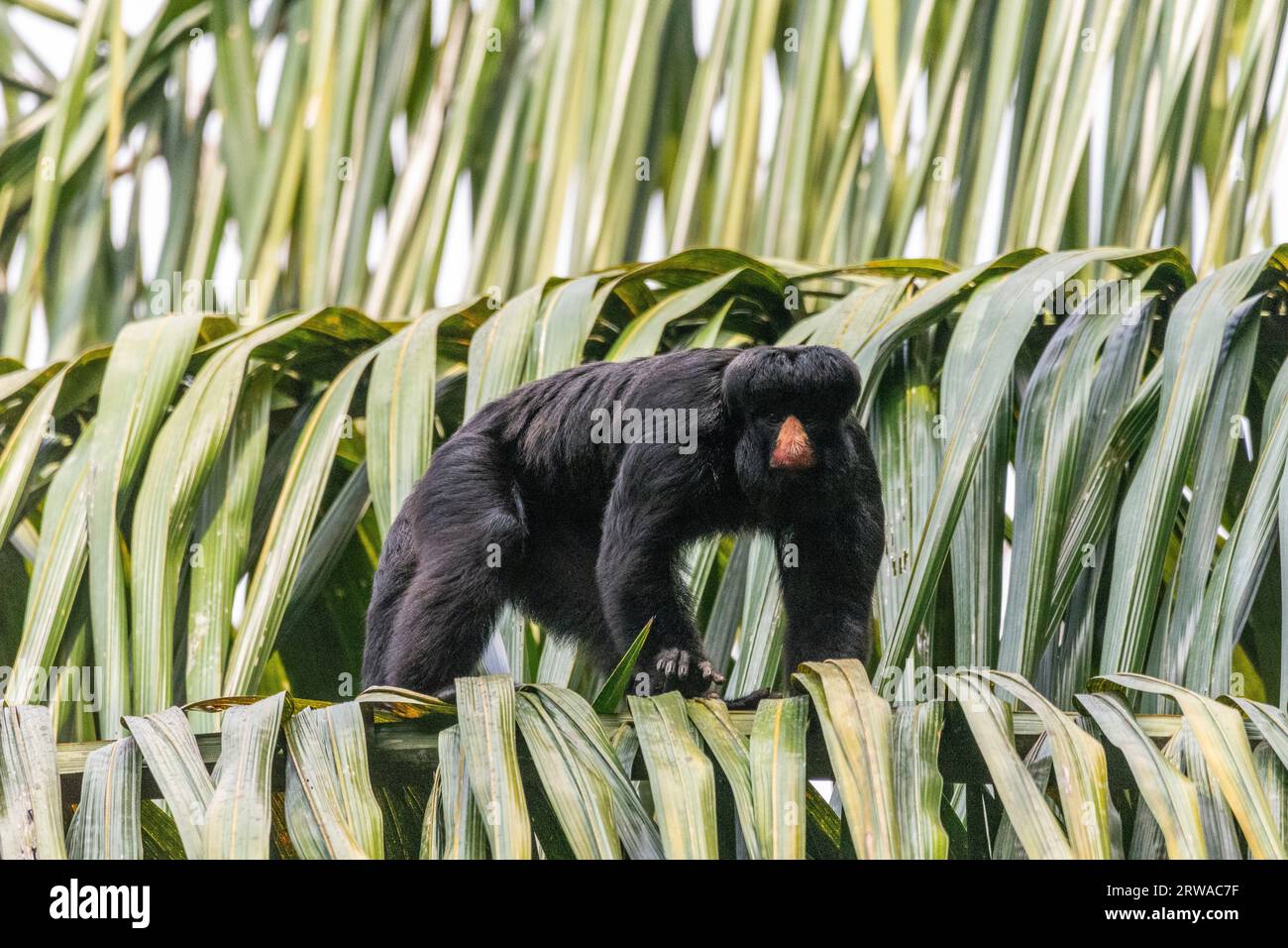Beautiful view to White-nosed Saki monkey (Chiropotes albinasus Stock ...