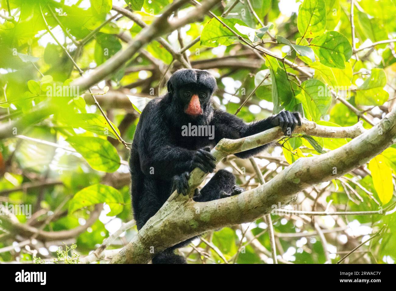 Beautiful view to White-nosed Saki monkey (Chiropotes albinasus Stock ...