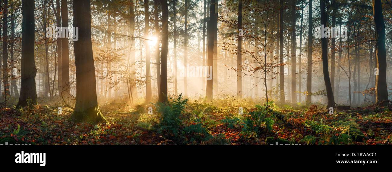 Magical light in misty forest, with the rays of gold sunlight ...