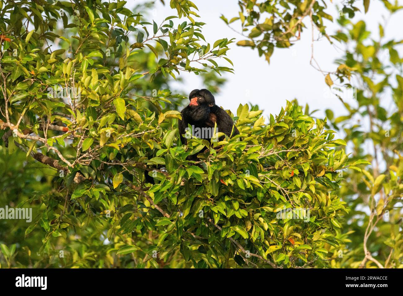 Beautiful view to White-nosed Saki monkey (Chiropotes albinasus Stock ...