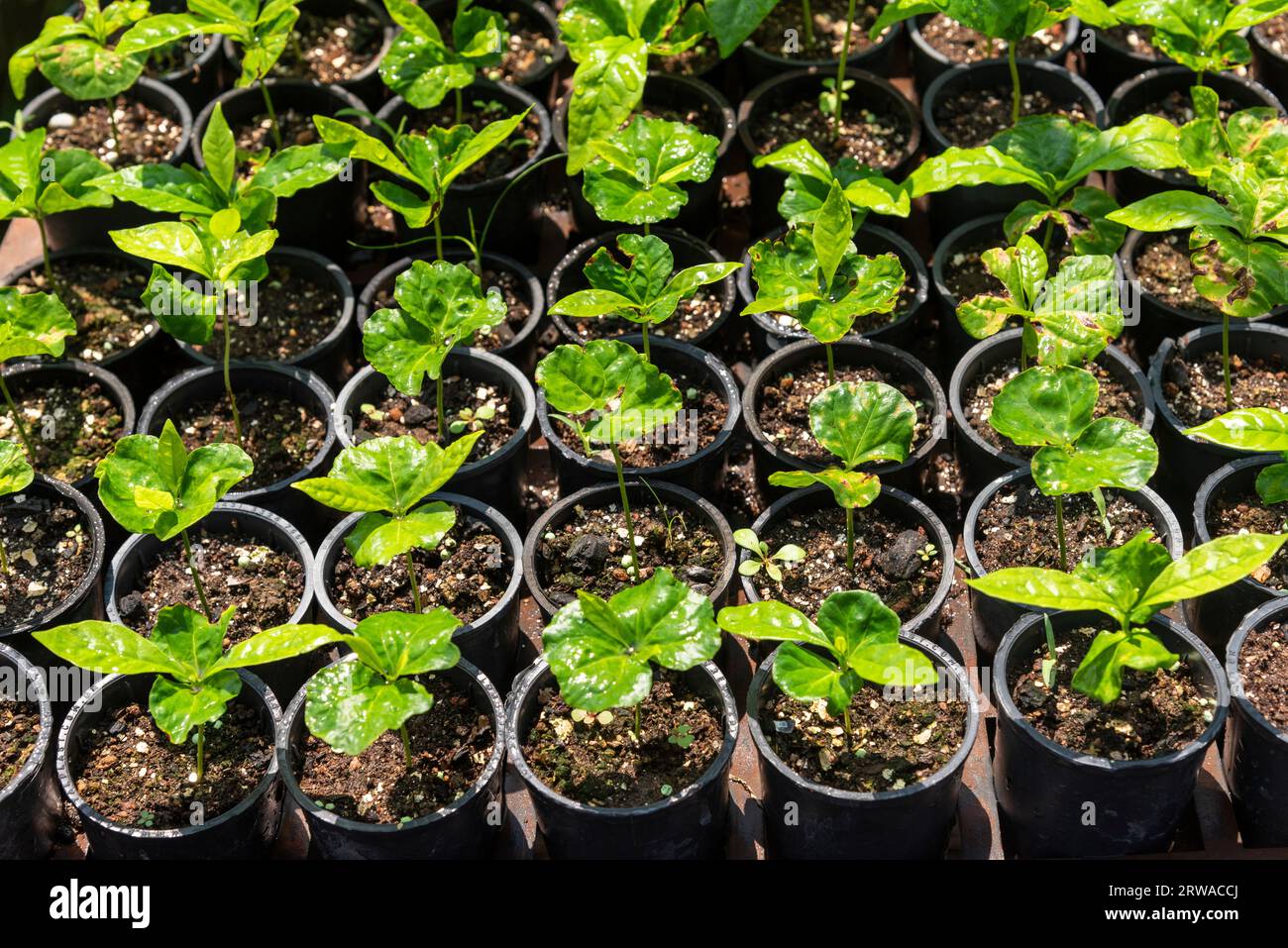 Coffee farming amazon rainforest hi-res stock photography and images ...