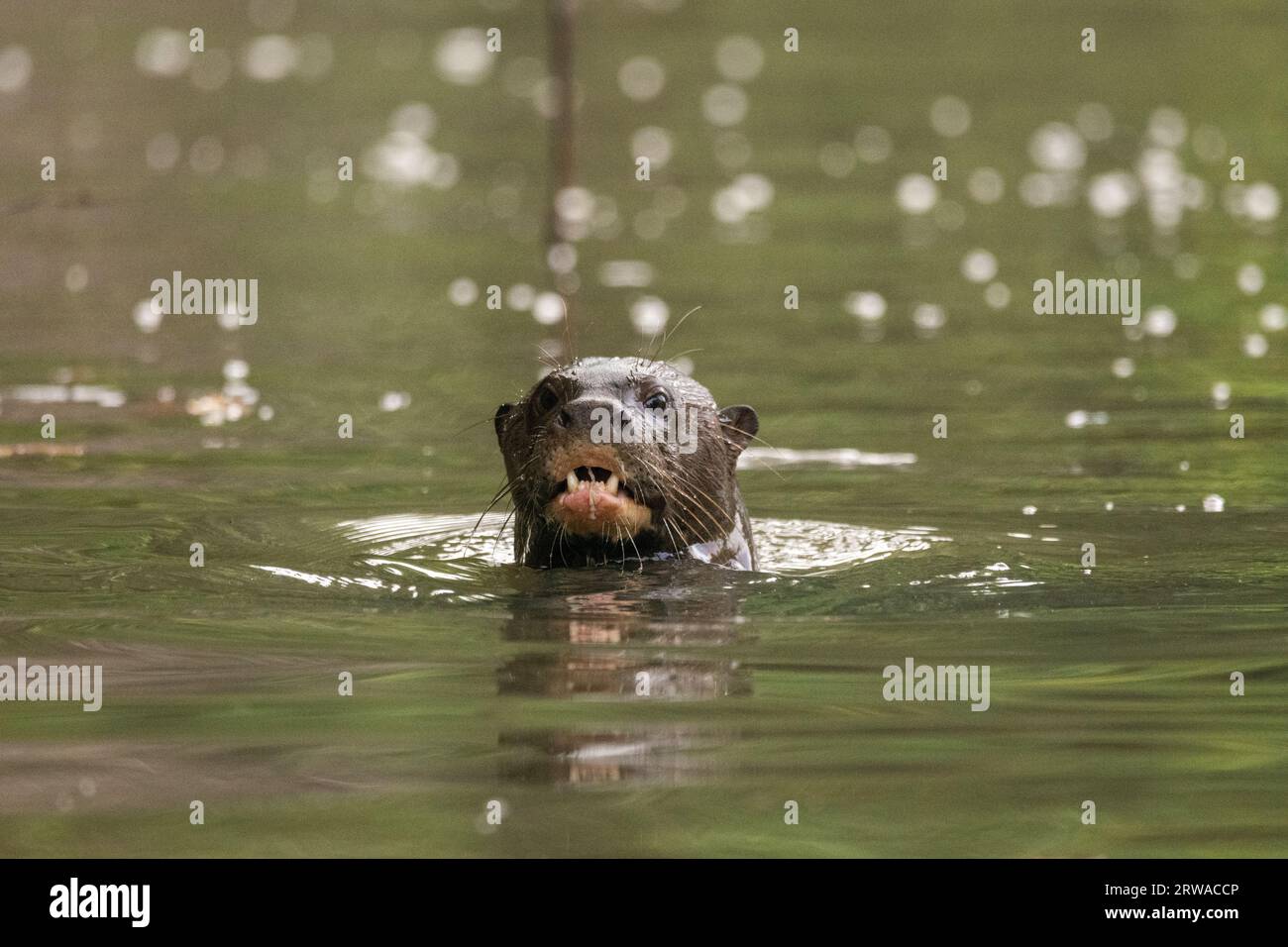 View to giant otter swimming in amazon Juruena River, Mato Grosso Stock ...
