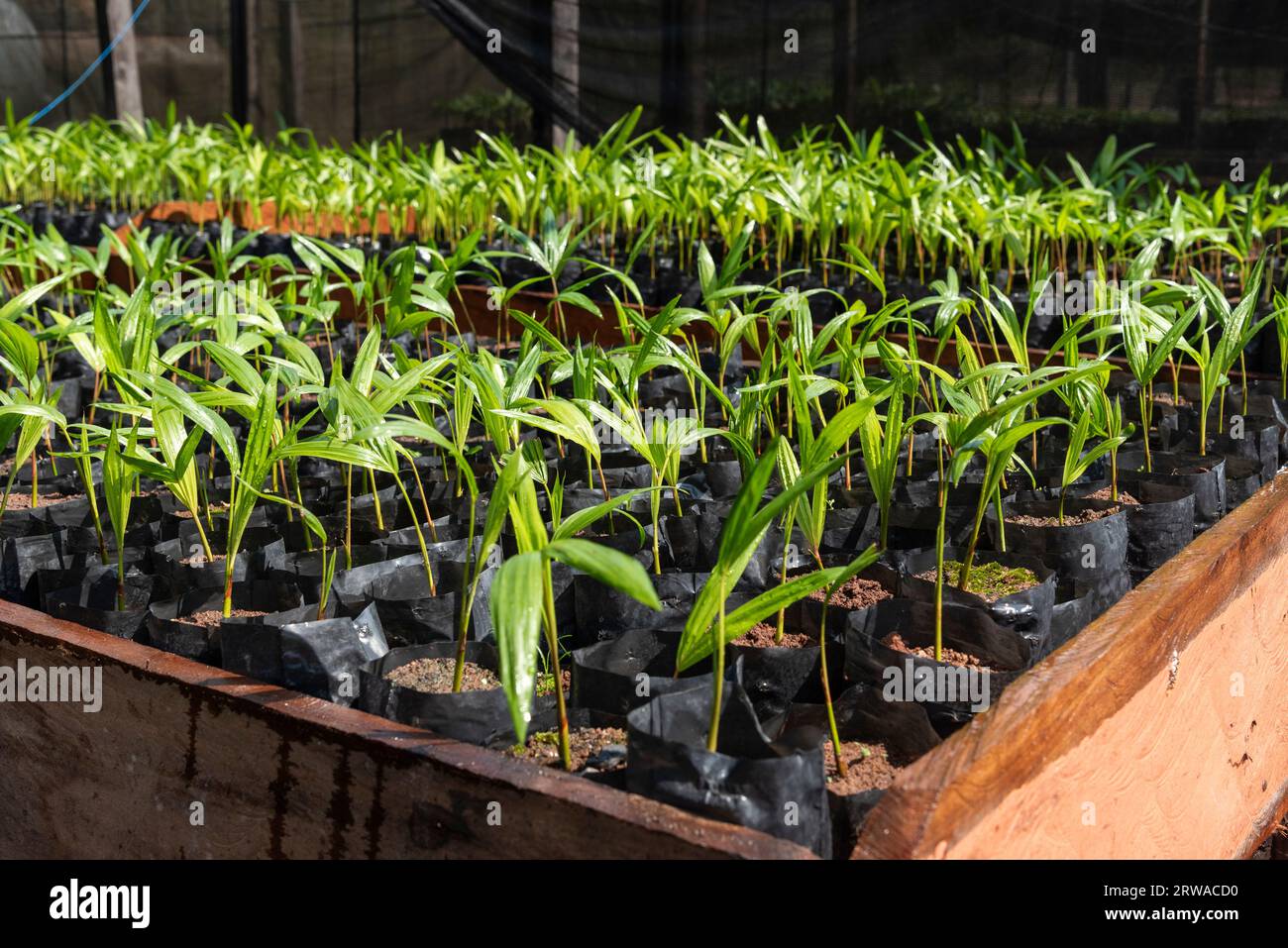 Beautiful view to seedlings on plant nursery in the amazon rainforest ...