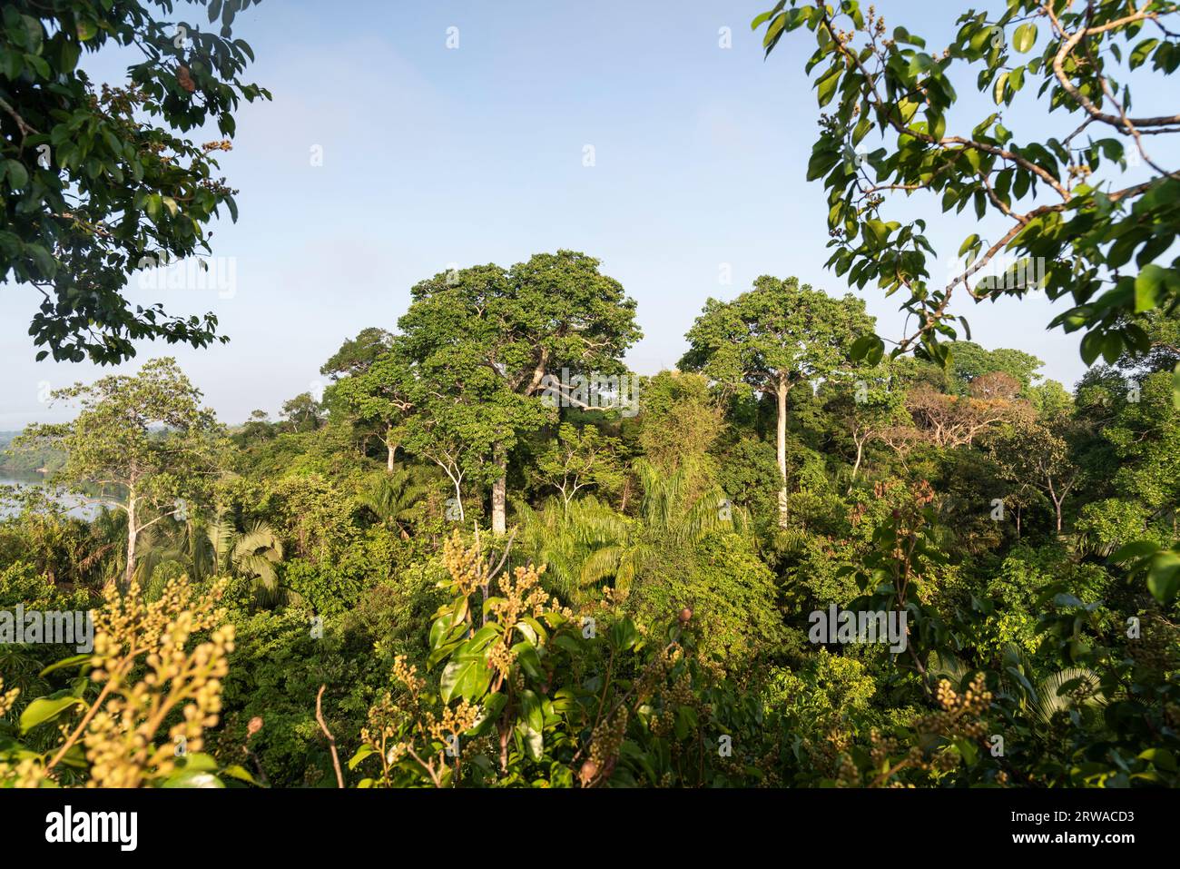 Amazon rainforest mato grosso hi-res stock photography and images - Alamy