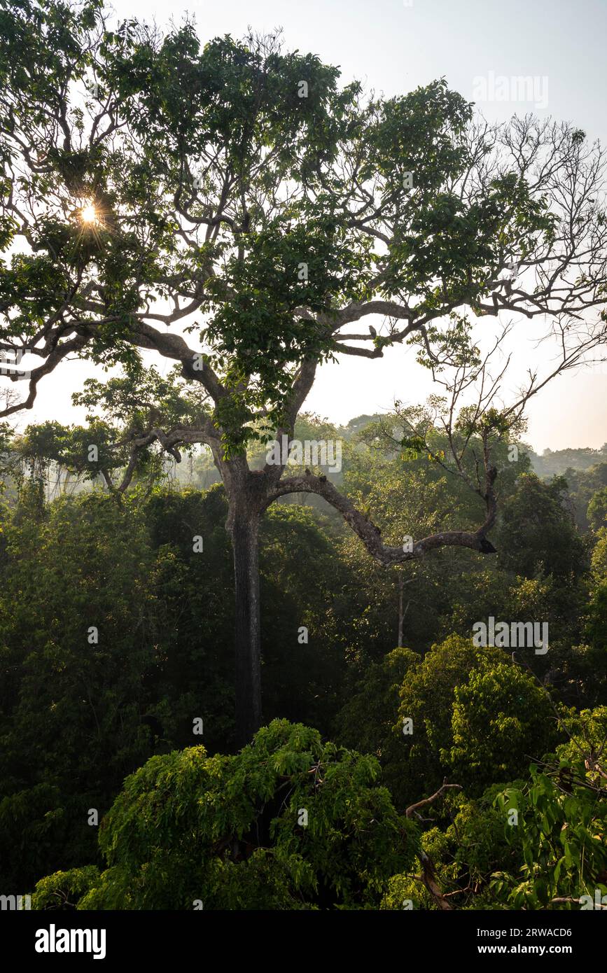 Brazil nut tree hi-res stock photography and images - Alamy