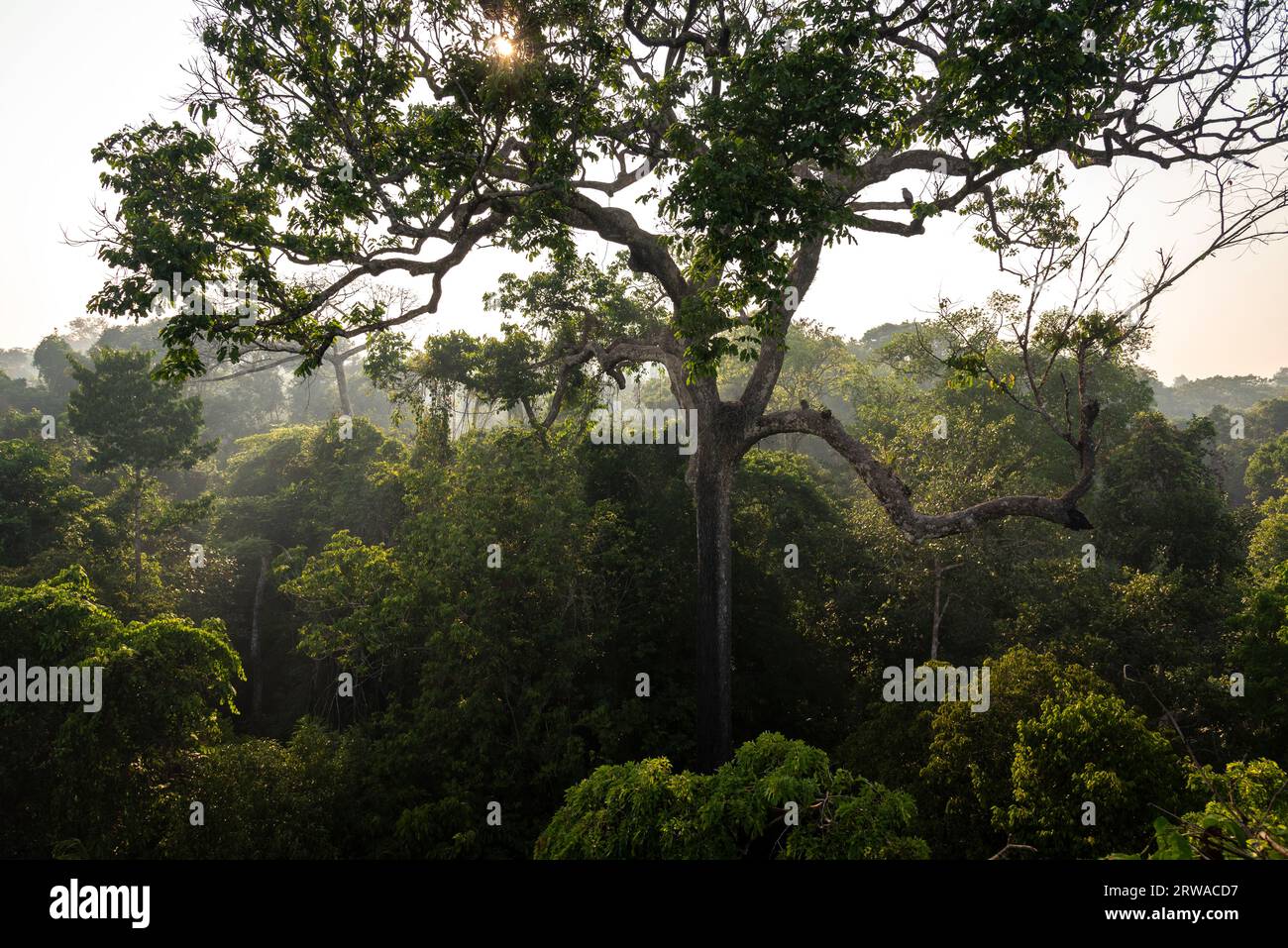 Brazil nut tree amazon rainforest hi-res stock photography and images ...