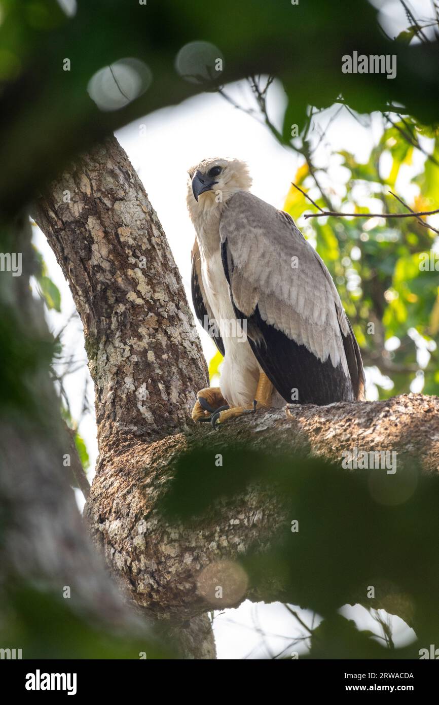 View to Harpy Eagle (Harpia harpyja) on tree branch in the amazon Stock ...