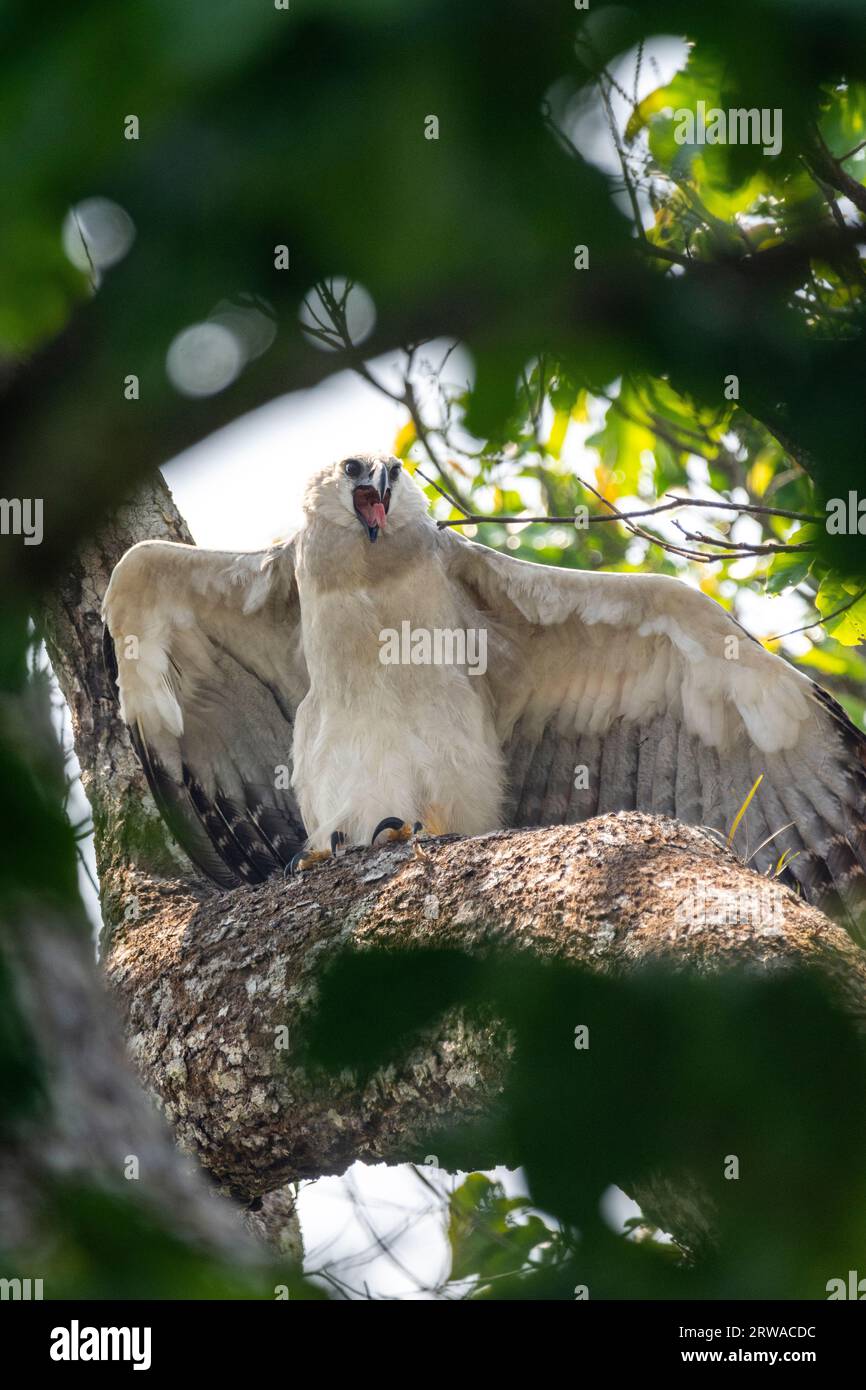 An eagle with open wings at the center hi-res stock photography and ...