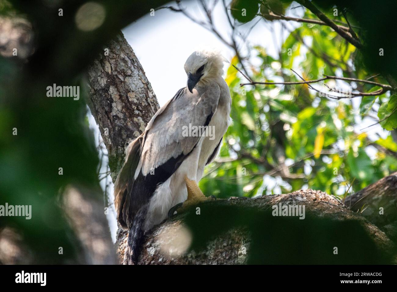 Castanheira tree hi-res stock photography and images - Alamy