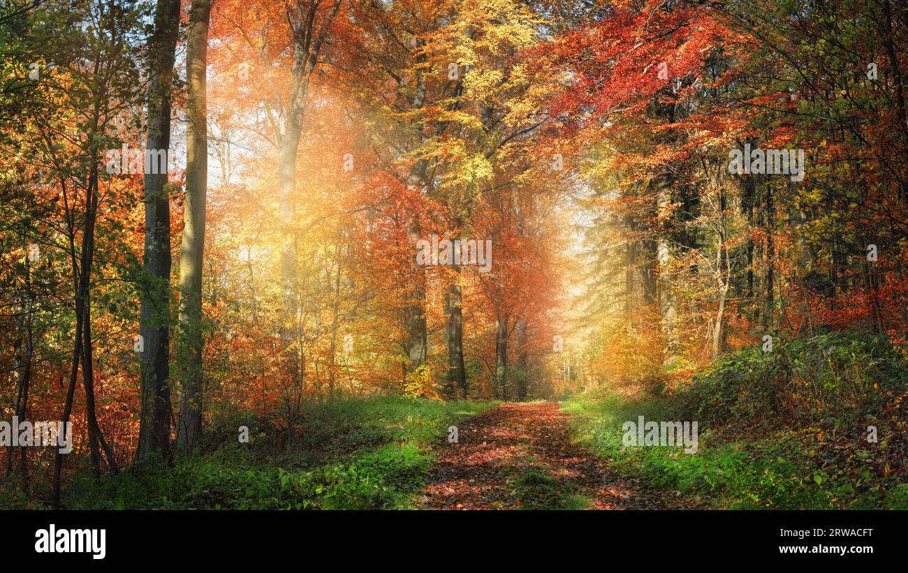 Scenic path with enchanting sunlight adorning the colorful woodland ...