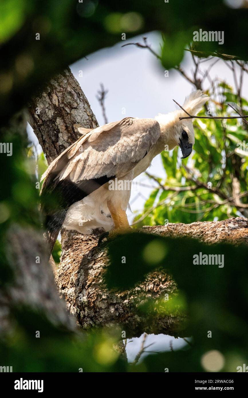 View to Harpy Eagle (Harpia harpyja) on tree branch in the amazon Stock ...