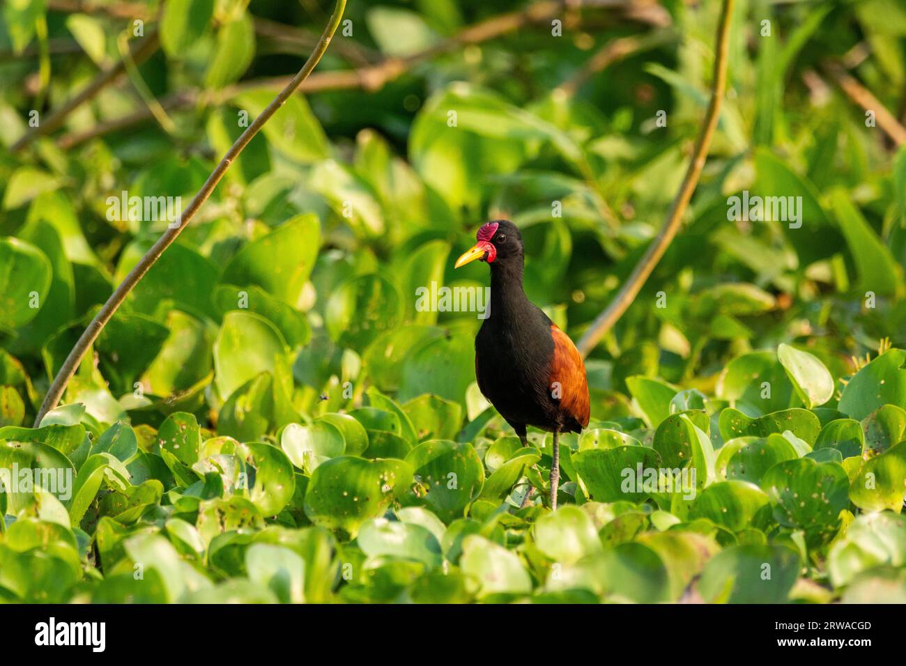 Beautiful view to Wattled Jacana bird on green floating vegetatition ...