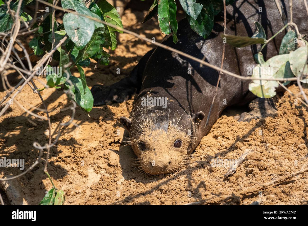View to giant otter with muddy face on den by Pixaim River Stock Photo ...