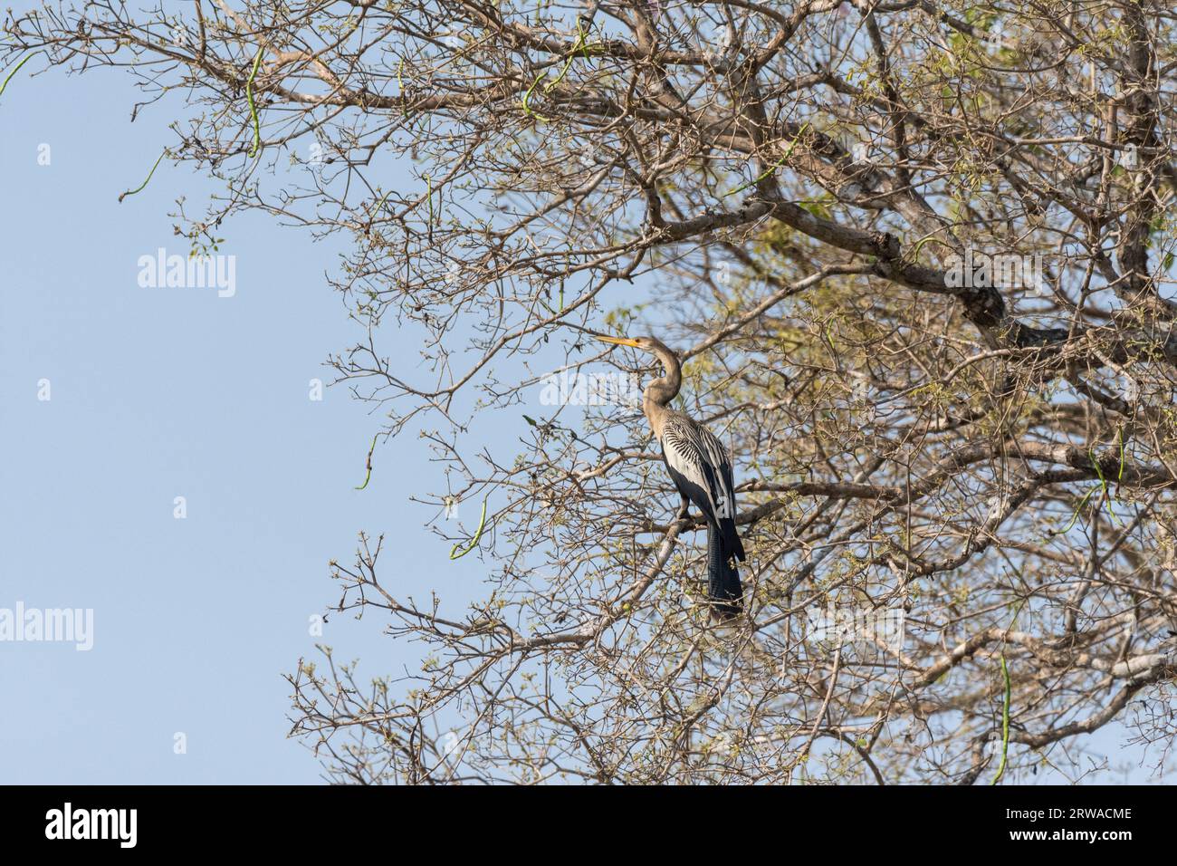 View to Anhinga bird (Anhinga anhinga) on tree branch by Pixaim River ...