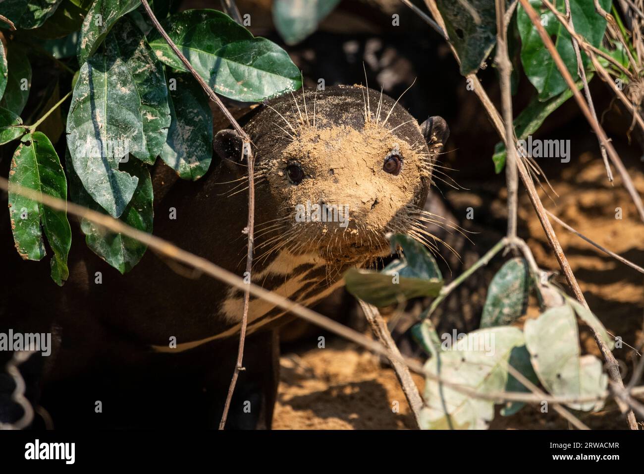View to giant otter with muddy face on den by Pixaim River Stock Photo ...