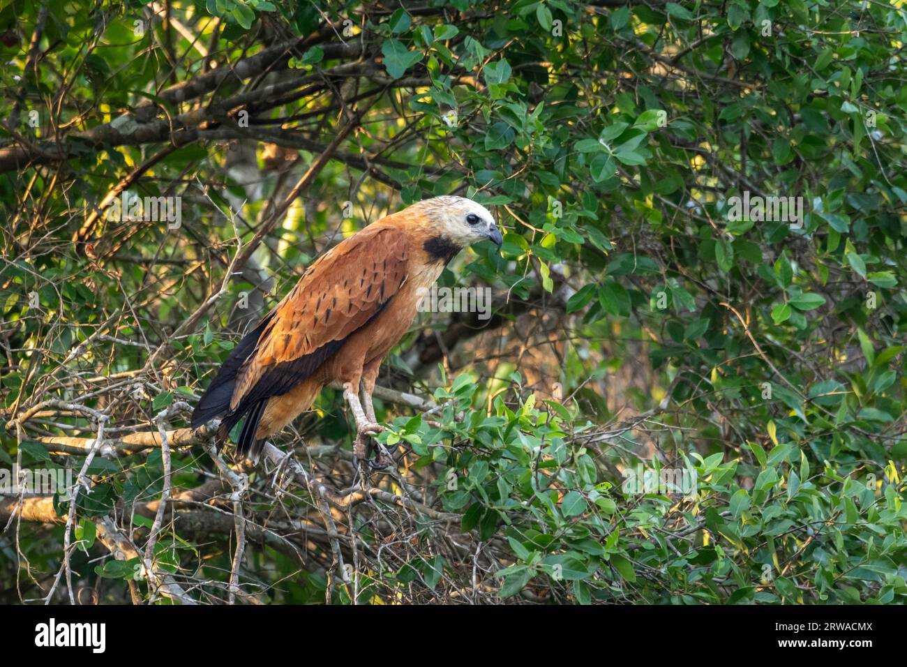 Beautiful Black-collared Hawk fishing in Pixaim River Stock Photo - Alamy