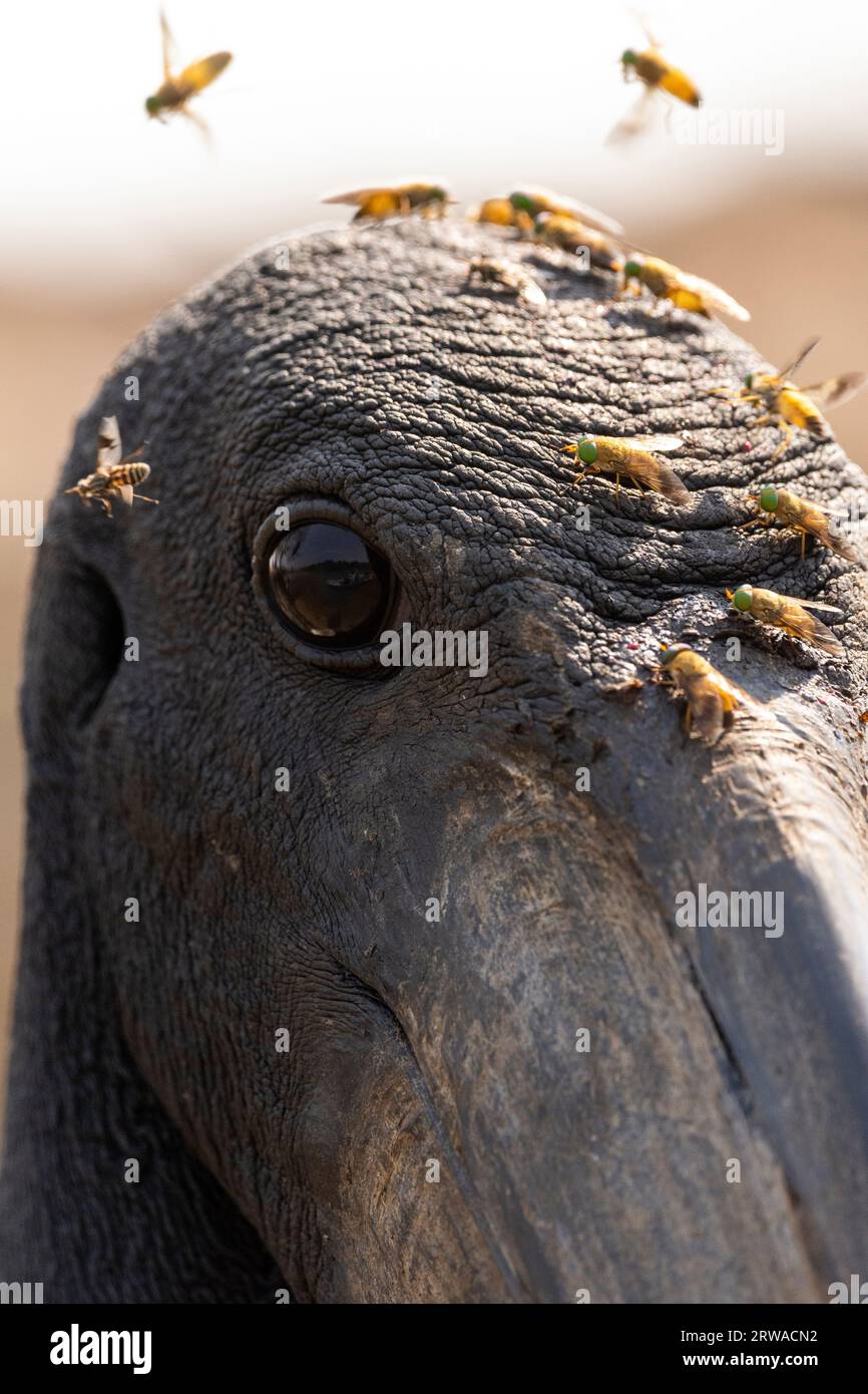 Detail of head of Jabiru Stork bird by the Pixaim River side Stock ...