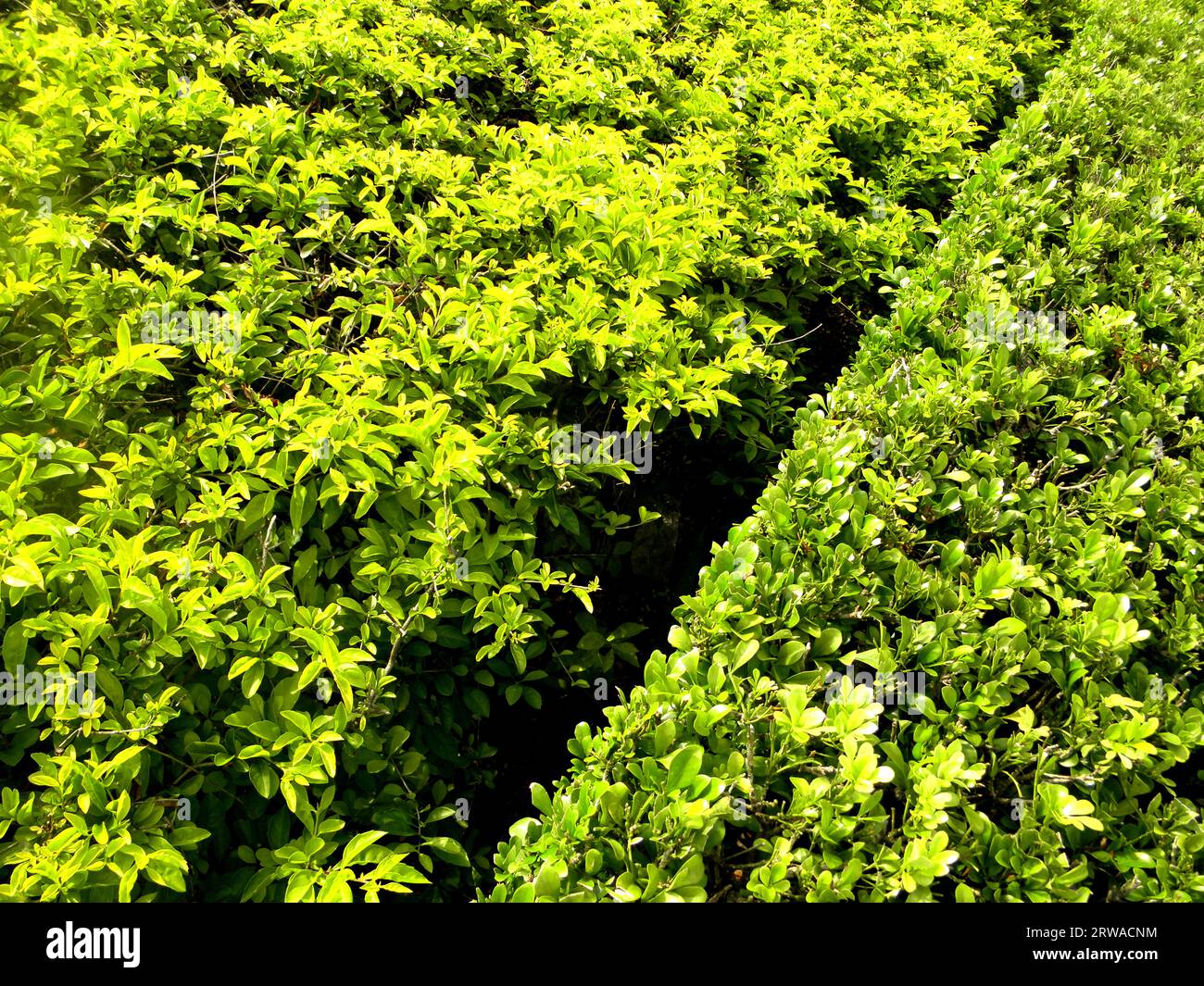 Woven together hi-res stock photography and images - Alamy