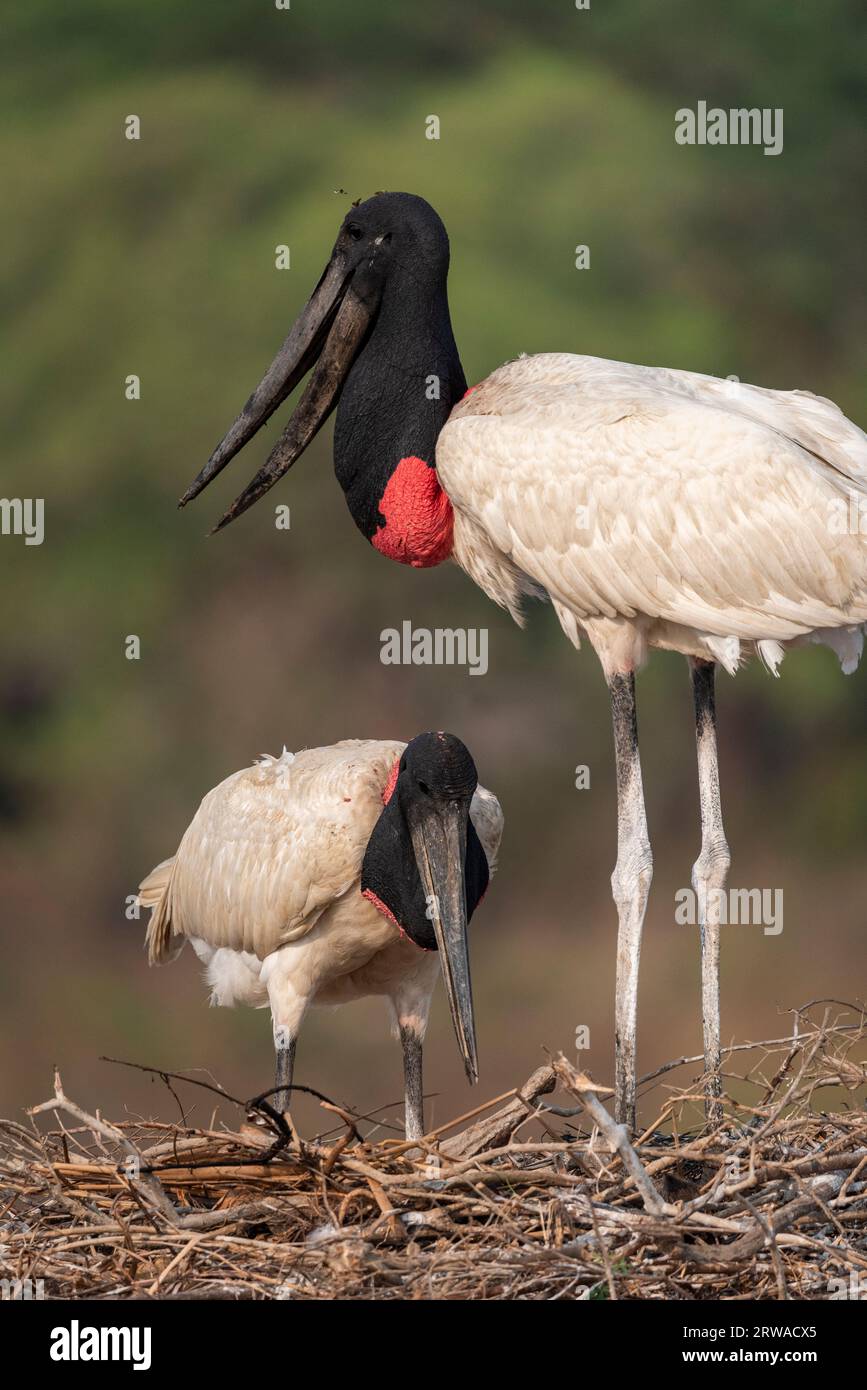 Couple of Jabiru Stork birds in the nest in the Pantanal of Poconé ...