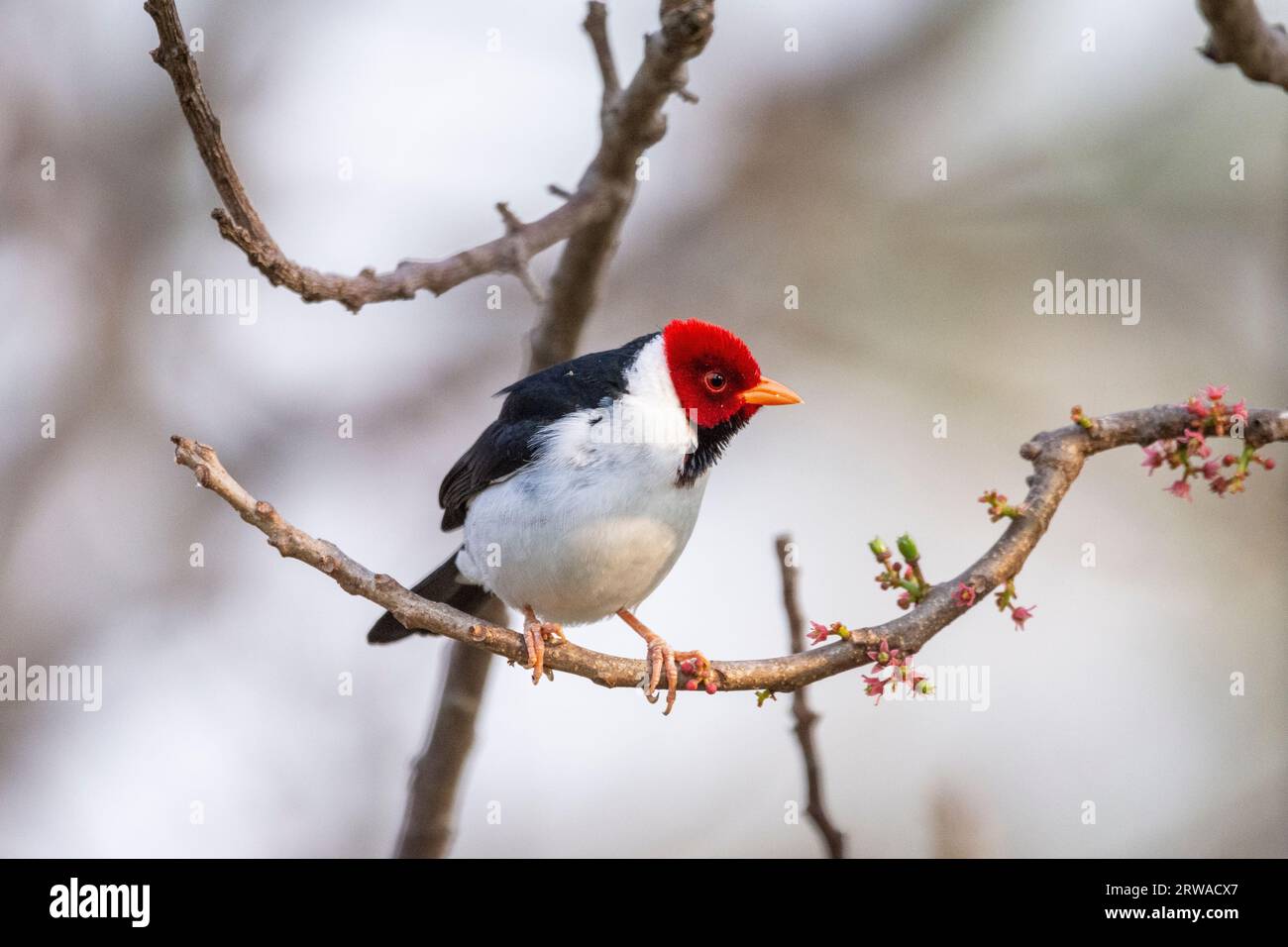 Beautiful view to Yellow-billed Cardinal (Paroaria capitata Stock Photo ...