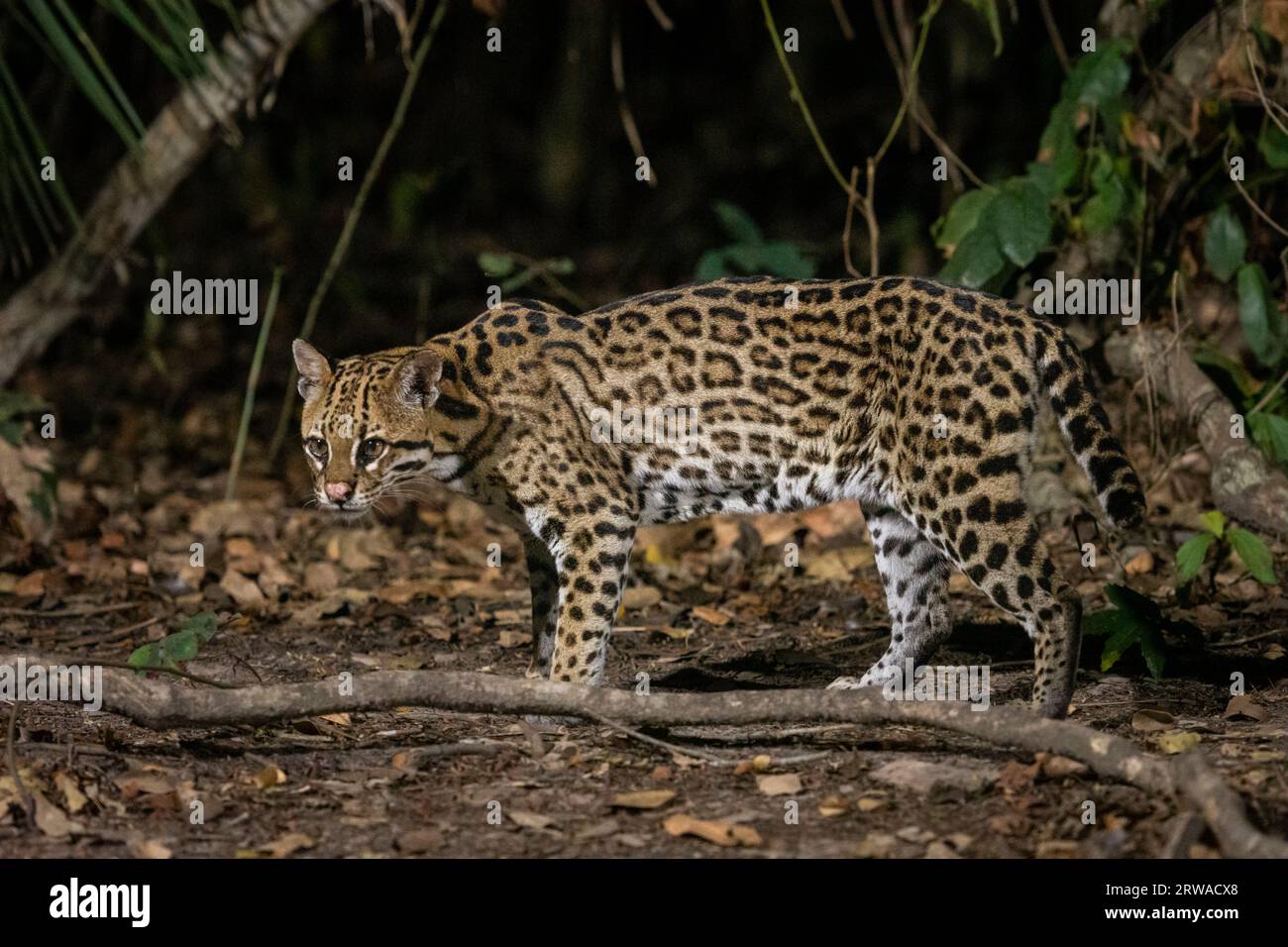 Ocelot (Leopardus pardalis) on the ground at night in the Pantanal ...