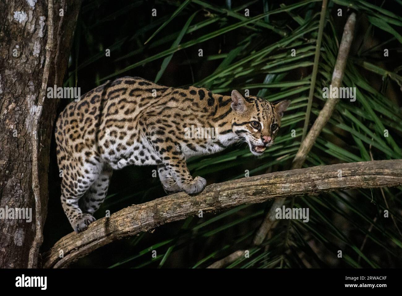 Ocelot (Leopardus pardalis) on tree branch at night in the Pantanal ...